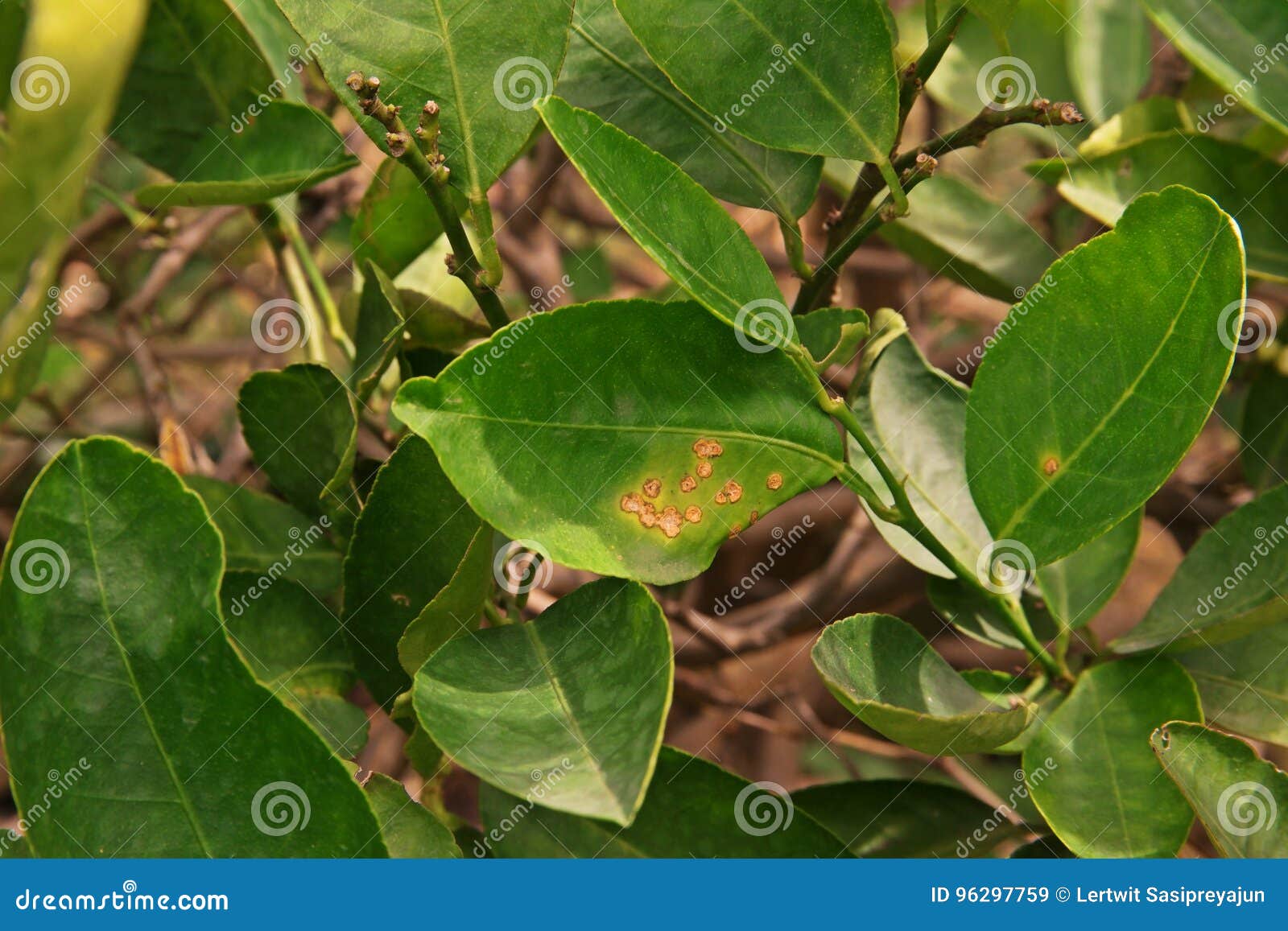 Lime Canker Disease Causes by Bacteria,leaf Canker Stock Image - Image ...