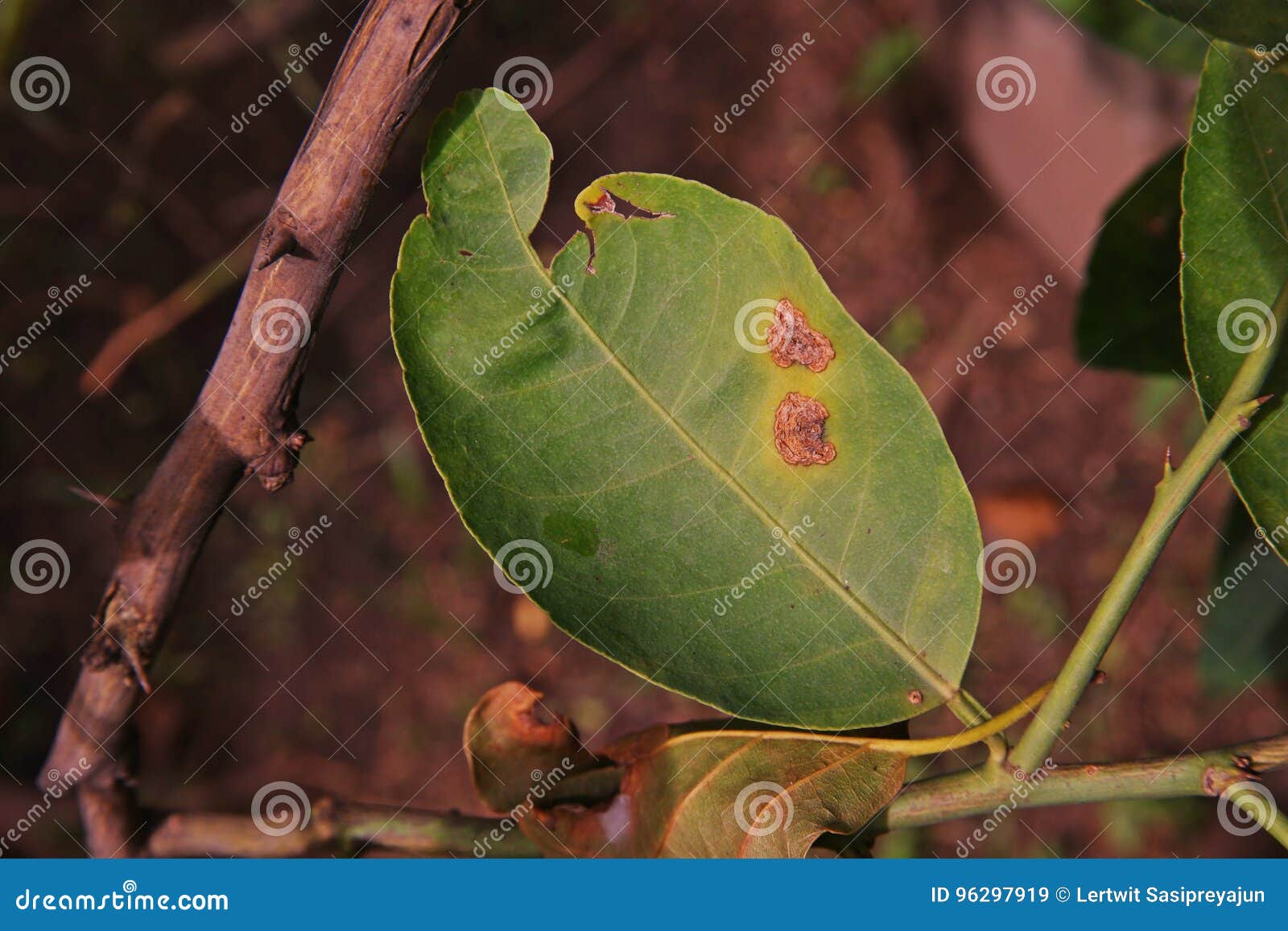 Lime Canker Disease Causes By Bacteria,fruit Canker Royalty-Free Stock ...