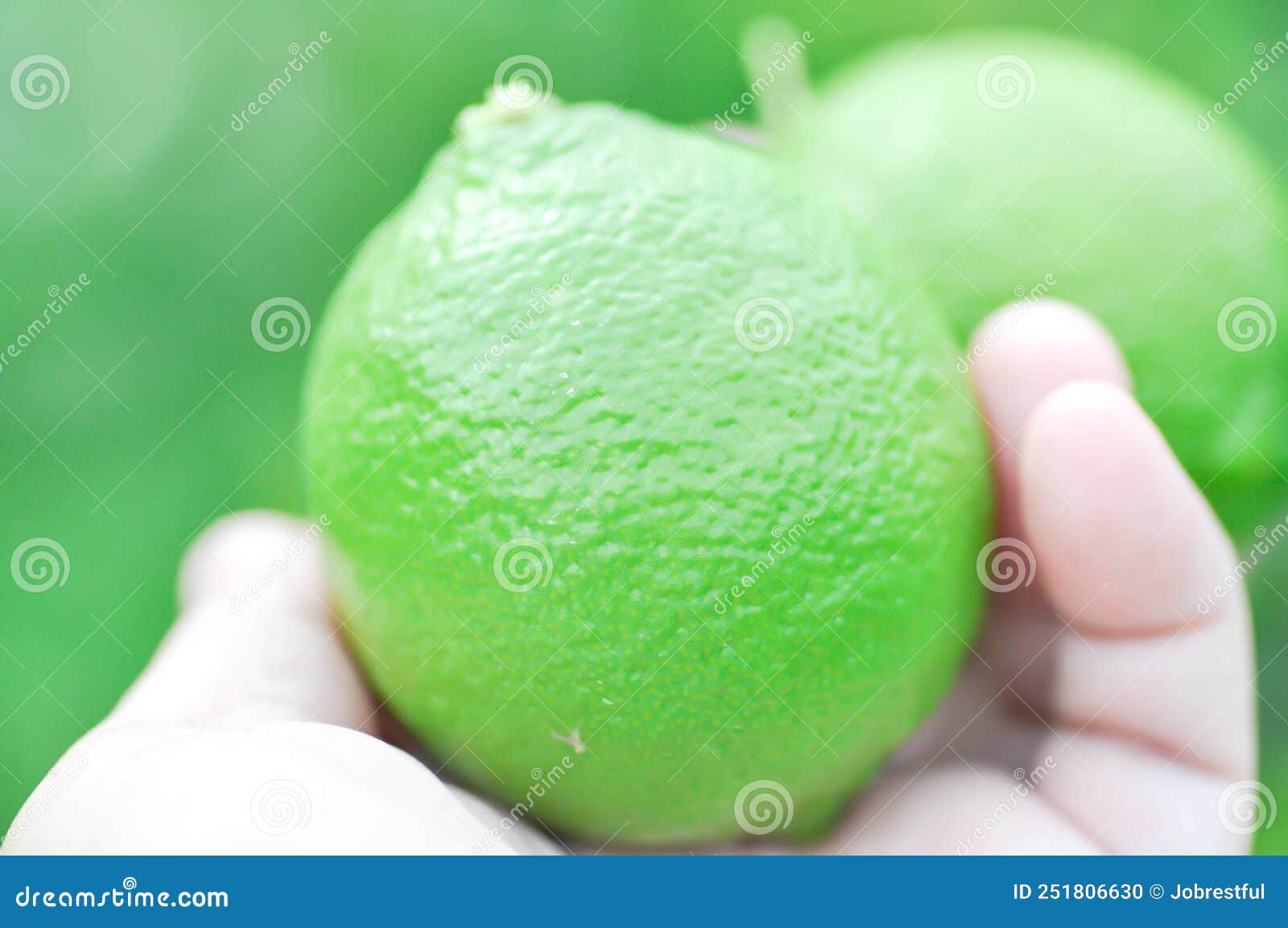 Lime De Citron Vert Ou Citron En Main Photo stock - Image du points ...