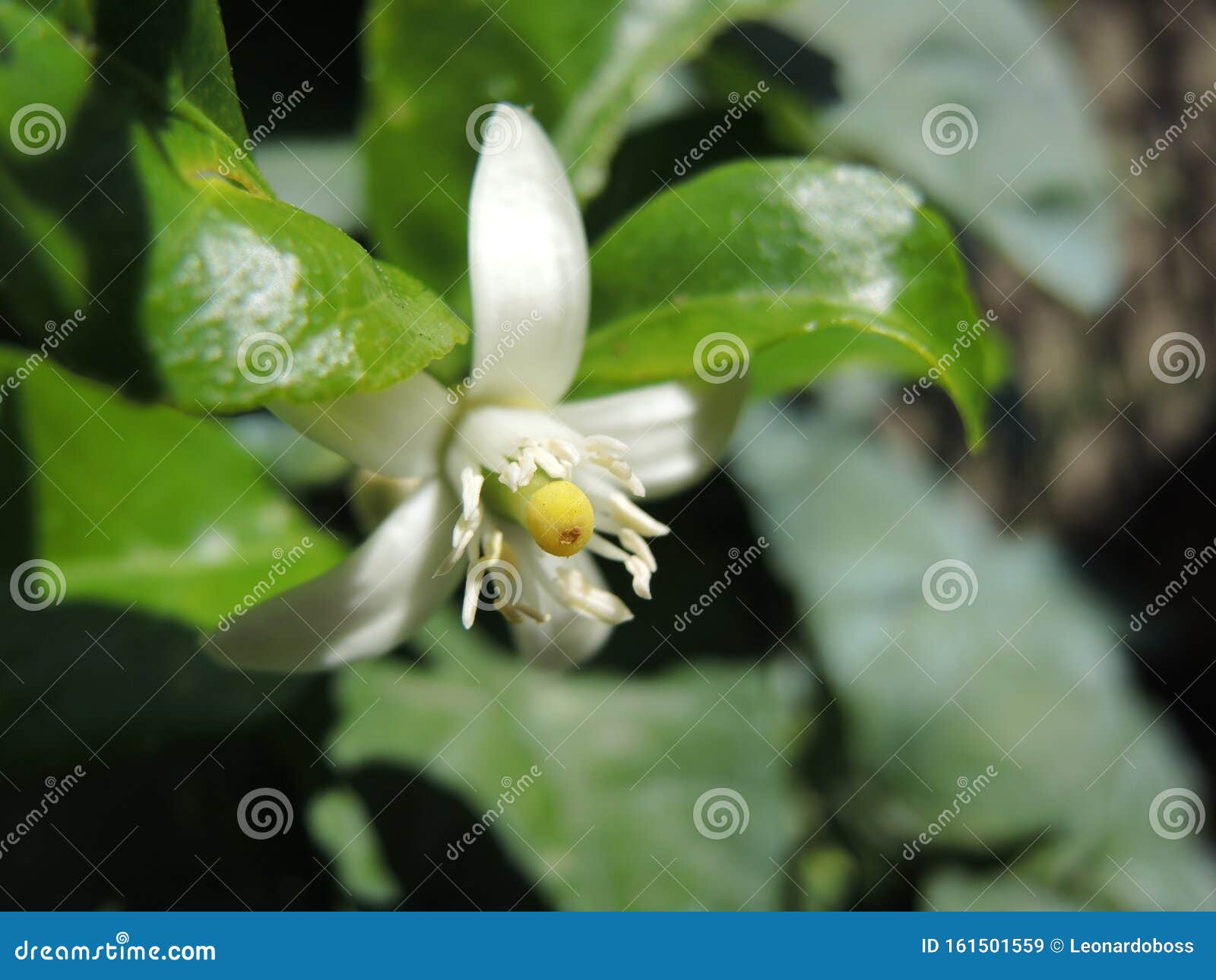 Lime flower stock image. Image of floral, herb, leaf - 161501559