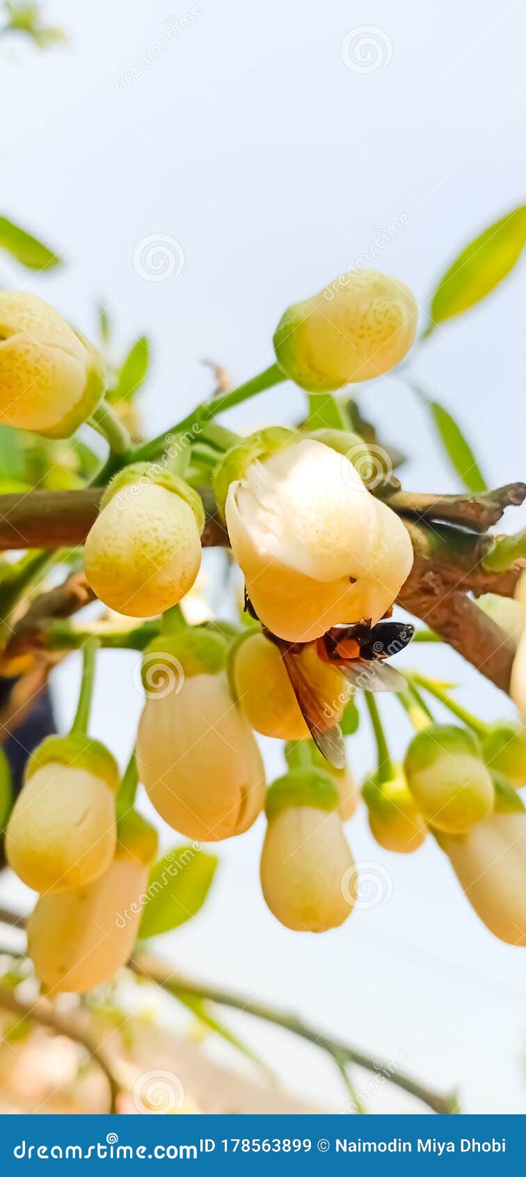 Lime Flower White Blooming on Lemon Tree Natural Green Leaf.Background ...