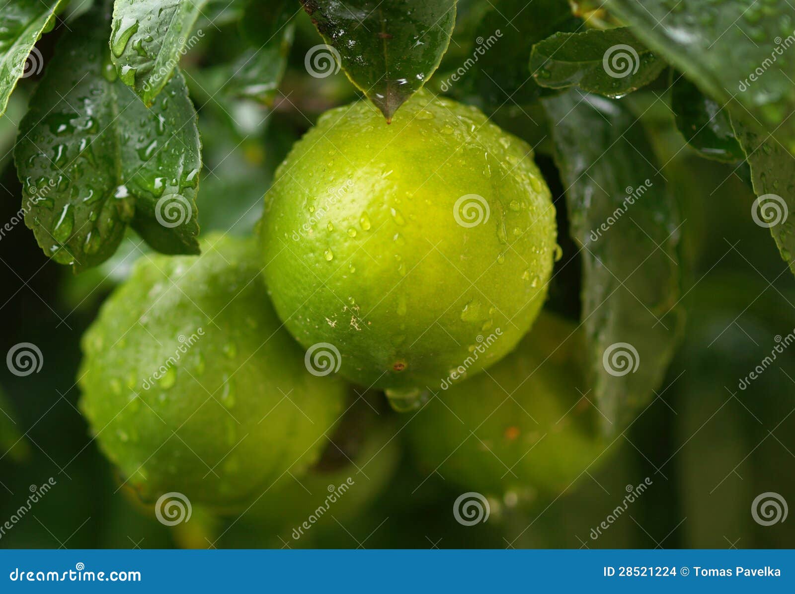 Lime fruit stock photo. Image of water, leaf, twig, macro - 28521224