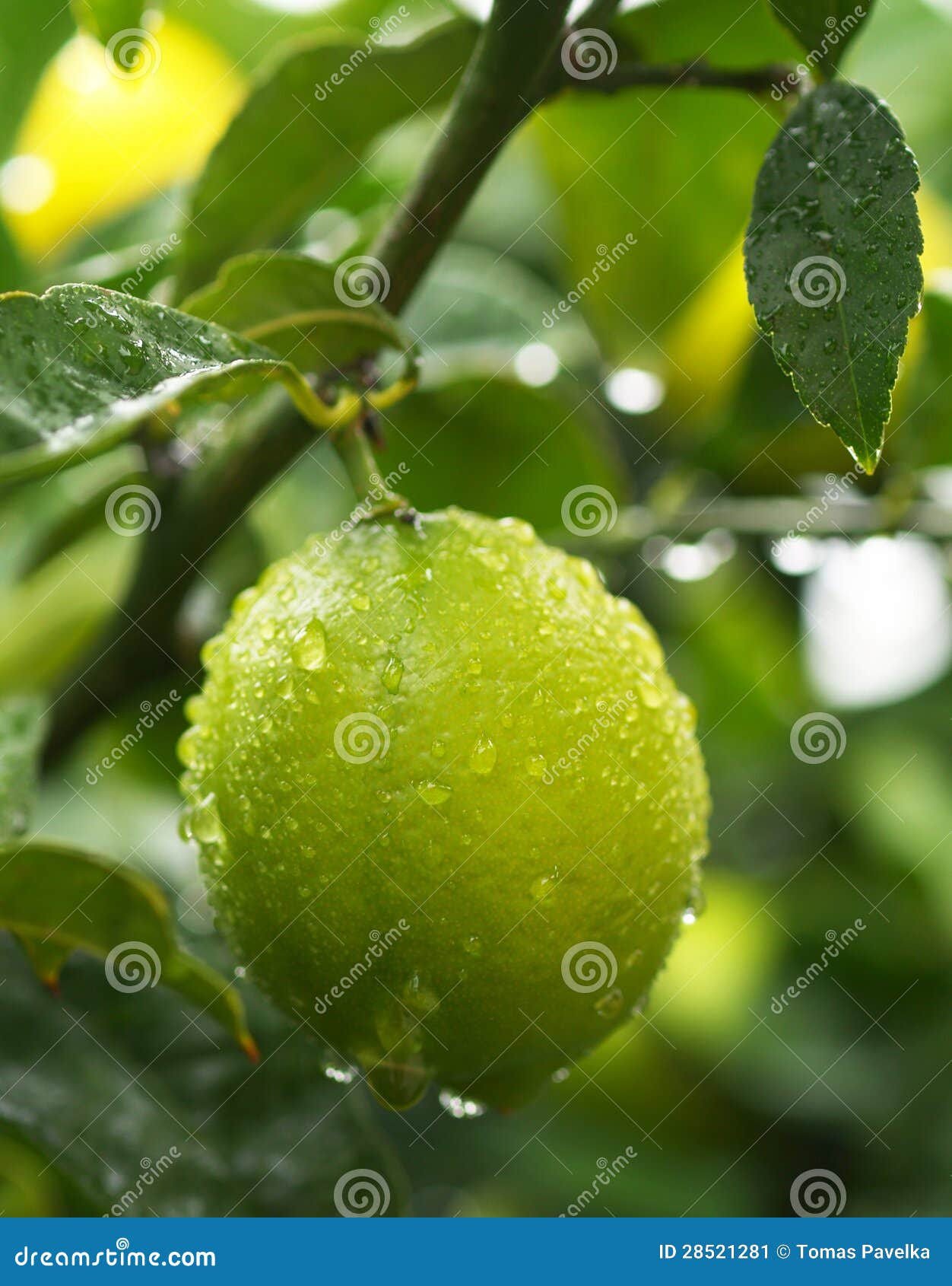Lime fruit stock image. Image of lime, green, rain, fruit - 28521281