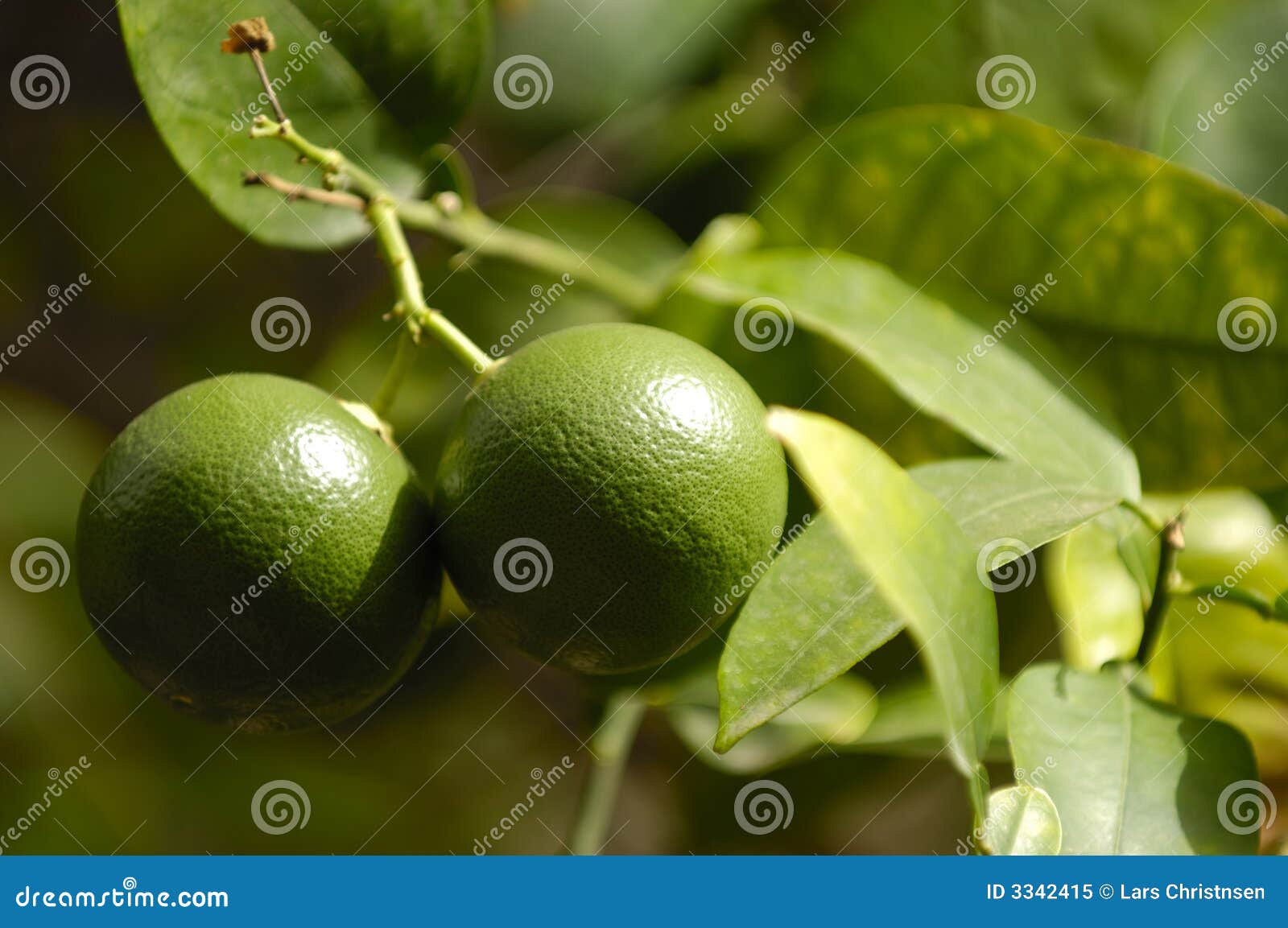 Lime fruit stock image. Image of agriculture, leaf, lemonade - 3342415