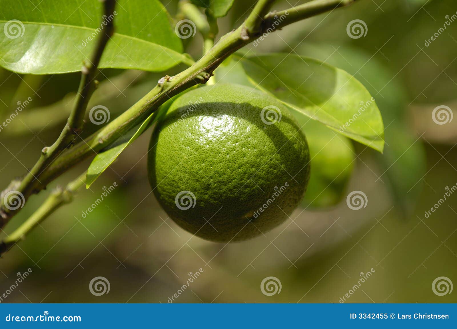 Lime fruit stock image. Image of food, exotic, leaves - 3342455