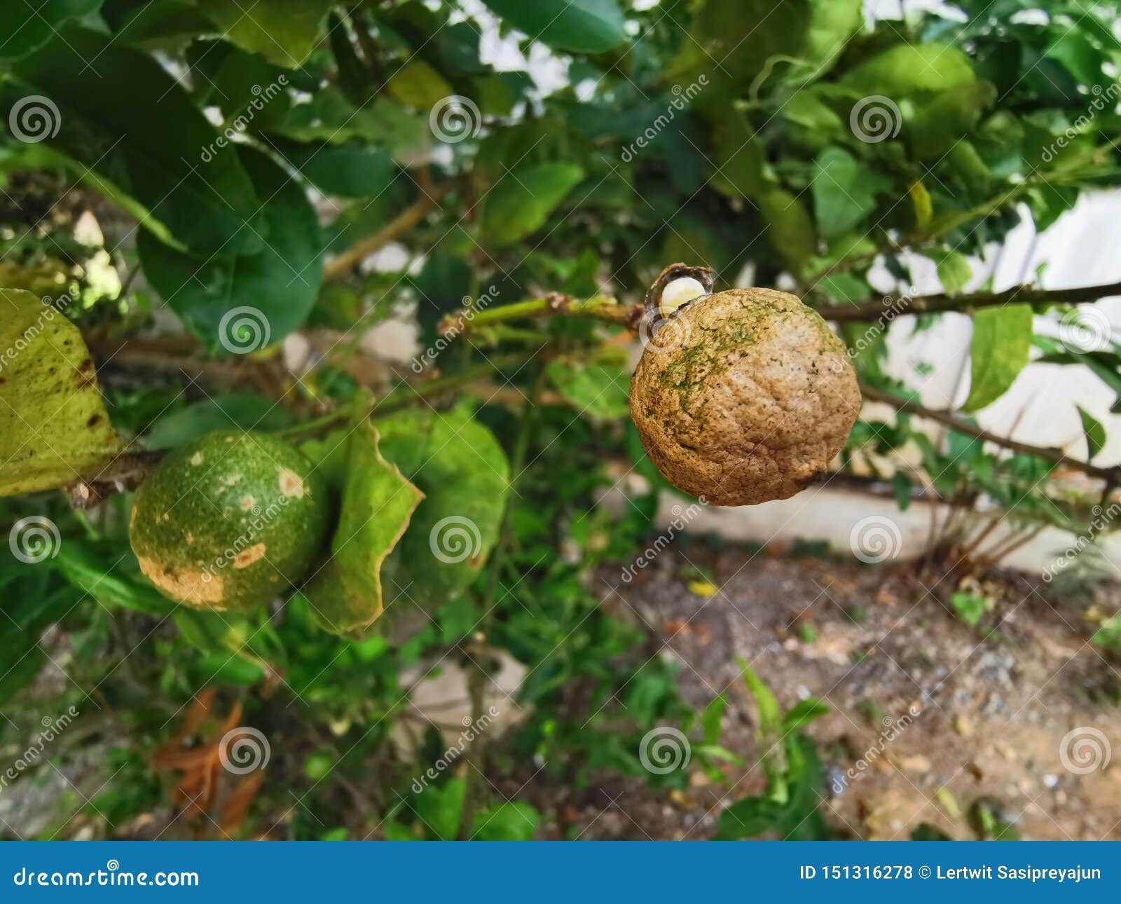 Lime Fruit Damage from Citrus Rust Mite Stock Photo - Image of outdoor ...