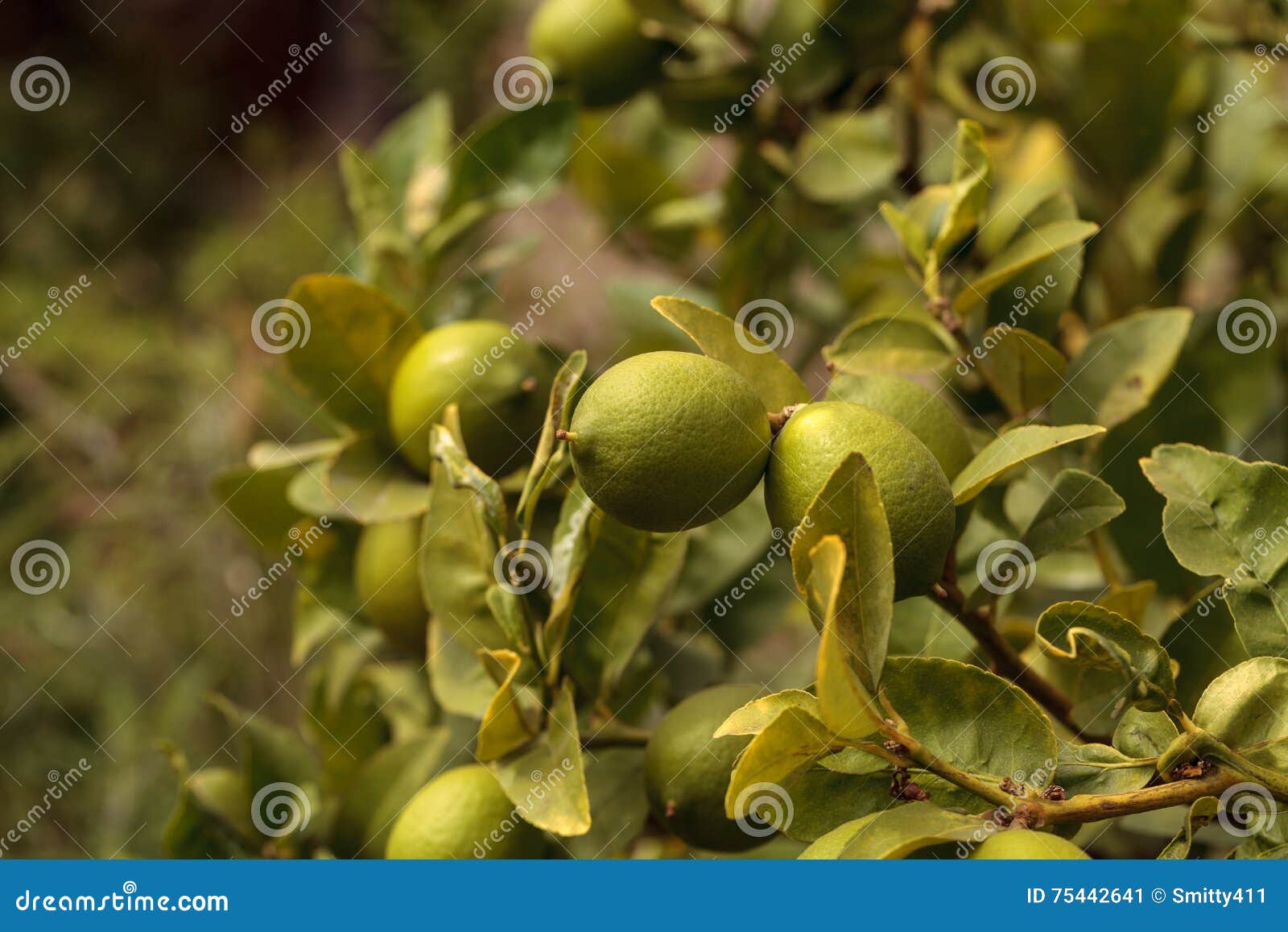 Lime Fruit Grows on the Branch a Lime Tree Stock Image - Image of green ...