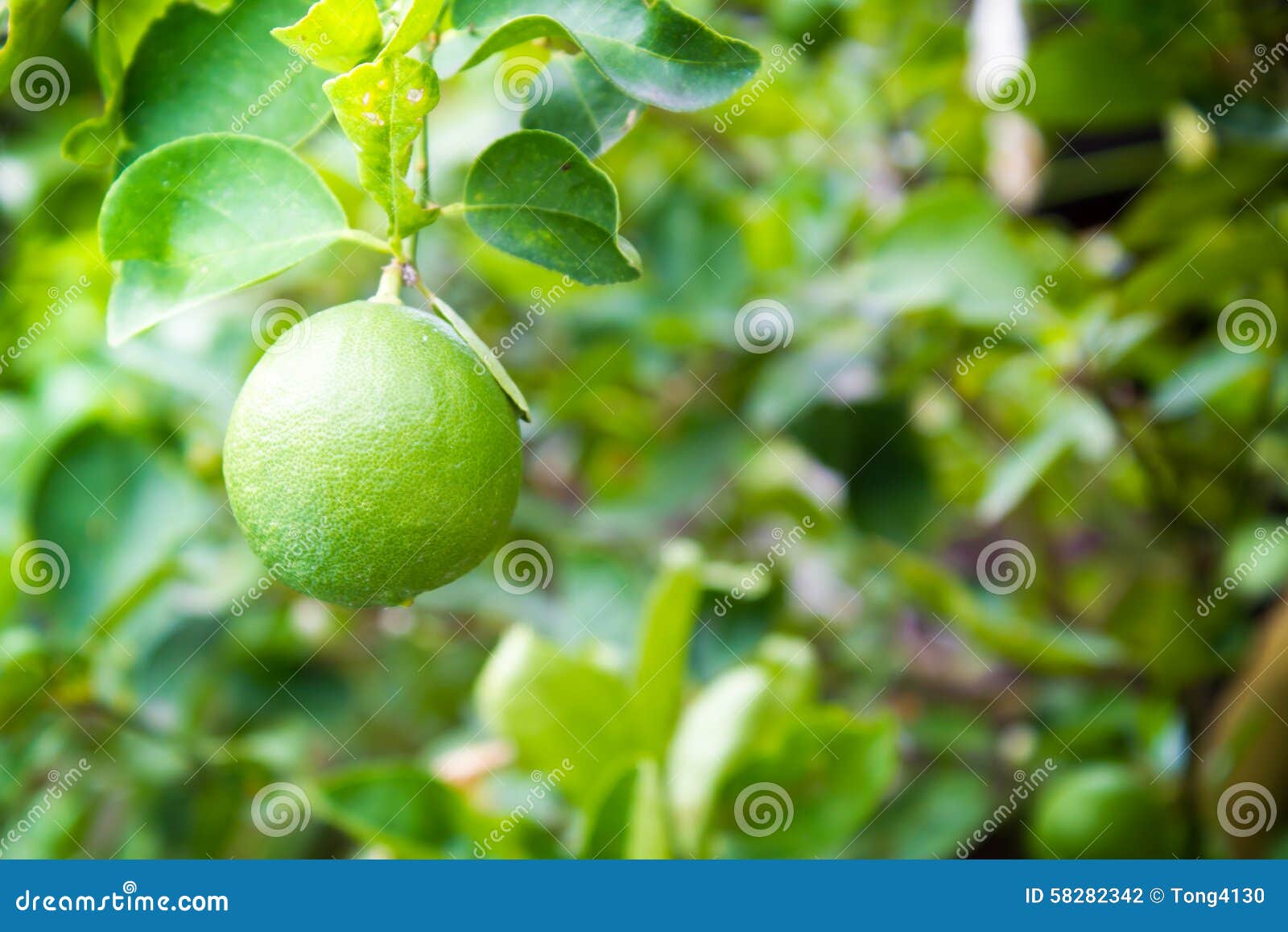 The Lime Fruit, Lime Green Tree Stock Photo - Image of isolated, group ...