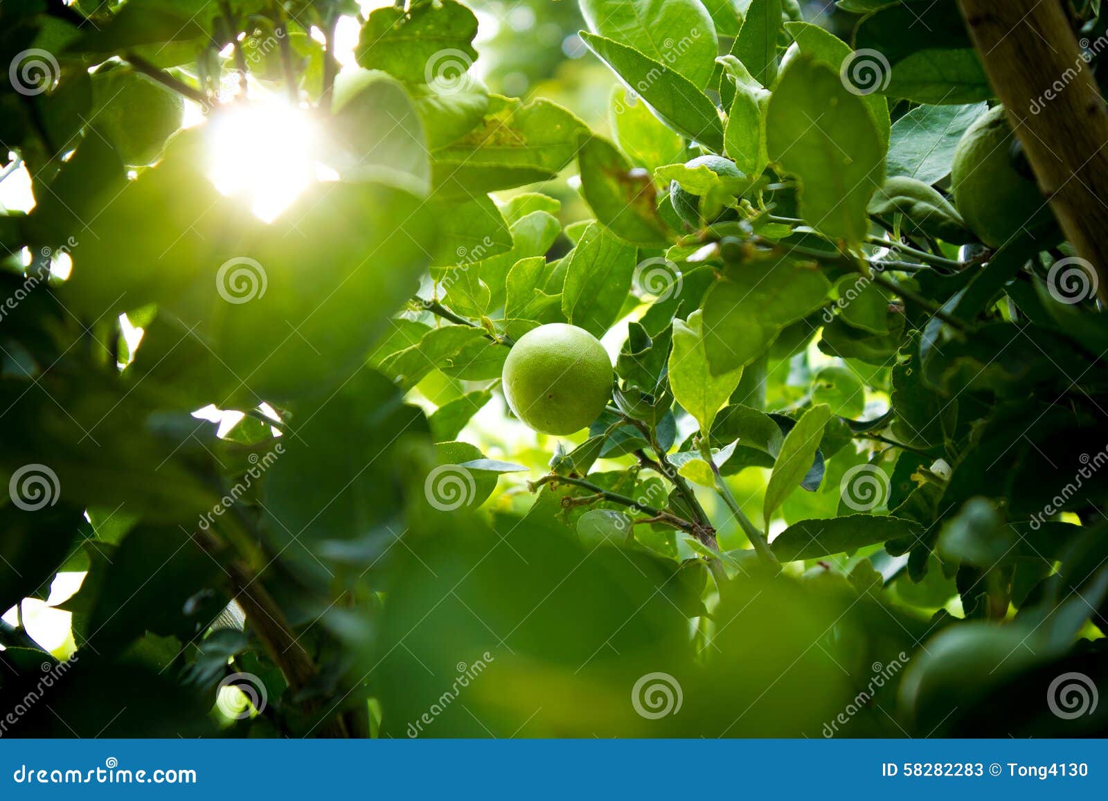 Lime Fruit, Lime Green Tree with Light Stock Image - Image of freshness ...