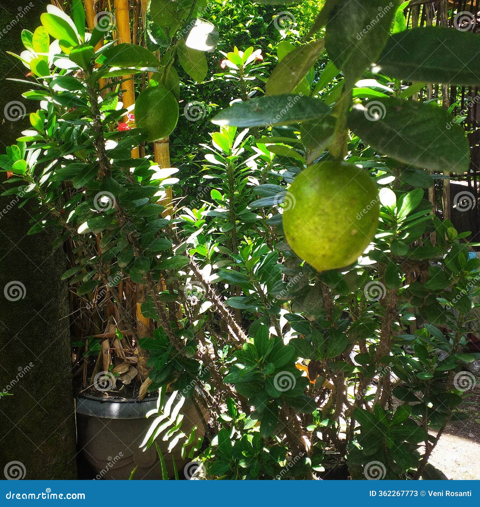 Lime Fruit Plant Green Tree Fruit Juice Stock Image - Image of lime ...