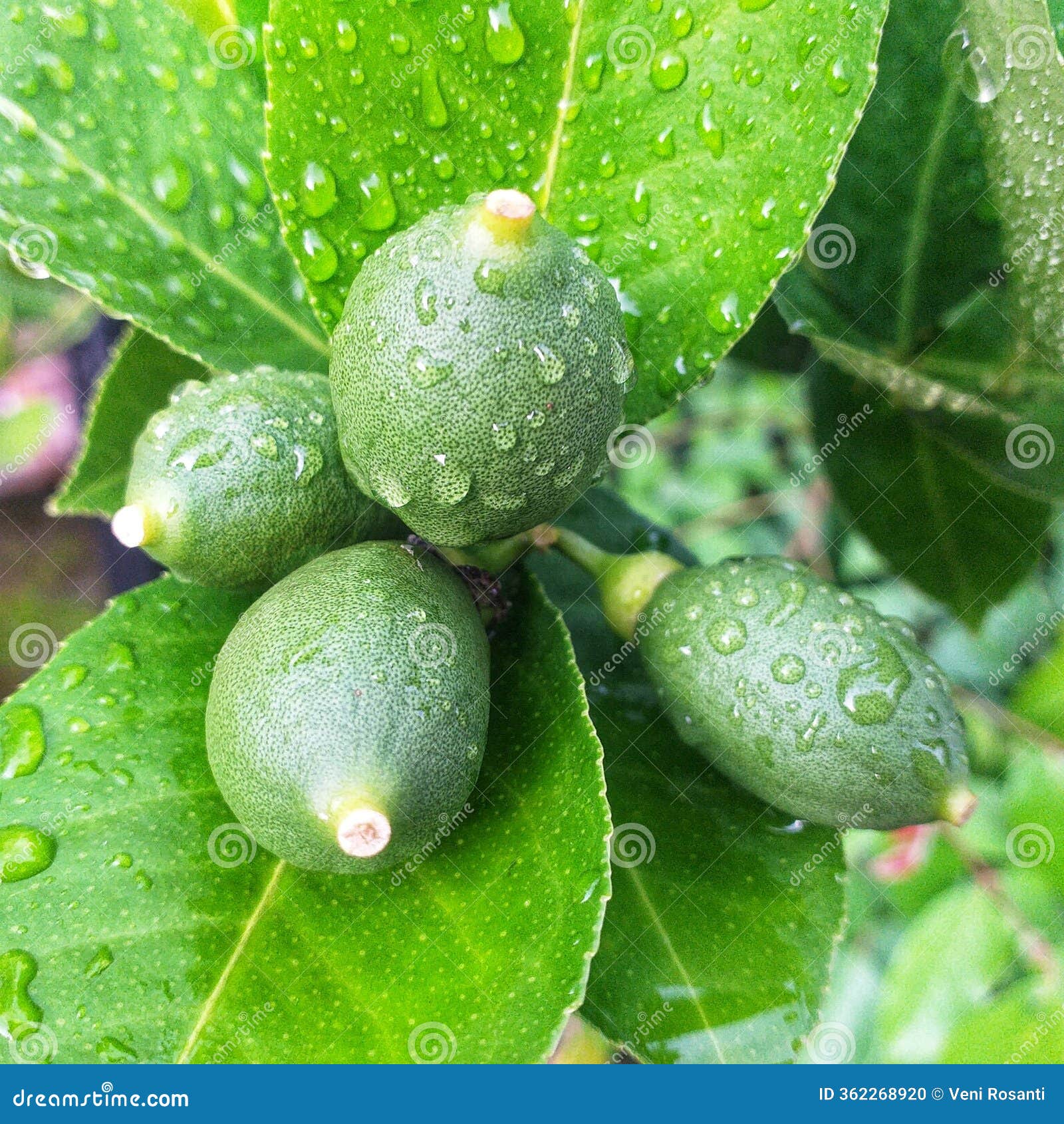 Lime Fruit Plants in the Field Green Tree Stock Photo - Image of plants ...