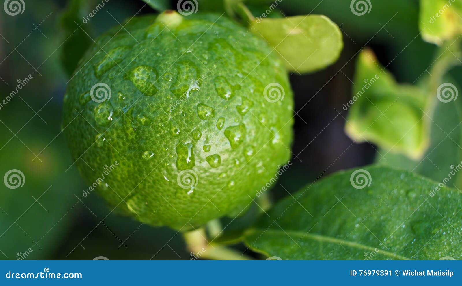 The Lime Fruit stock image. Image of rain, fresh, fruit - 76979391