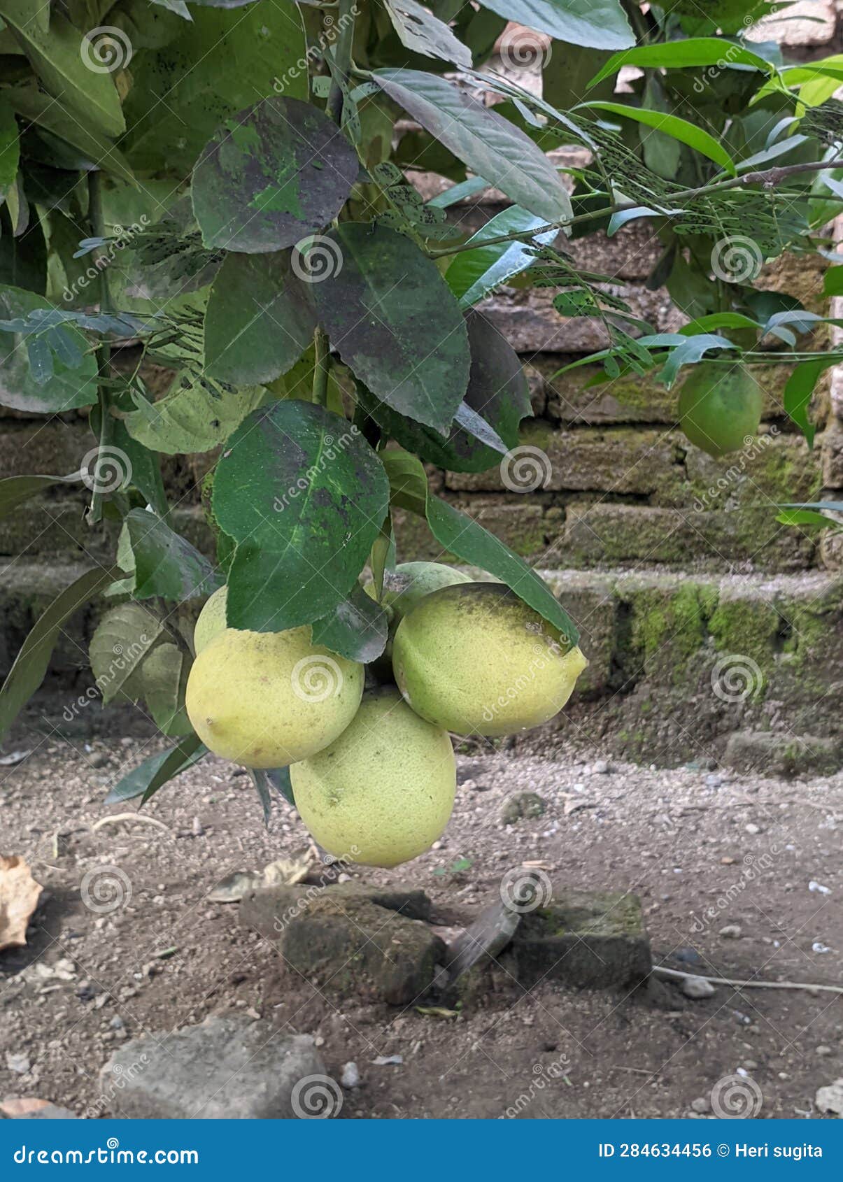 Lime Fruit with a Ripe Yellow Color Stock Photo - Image of vegetable ...