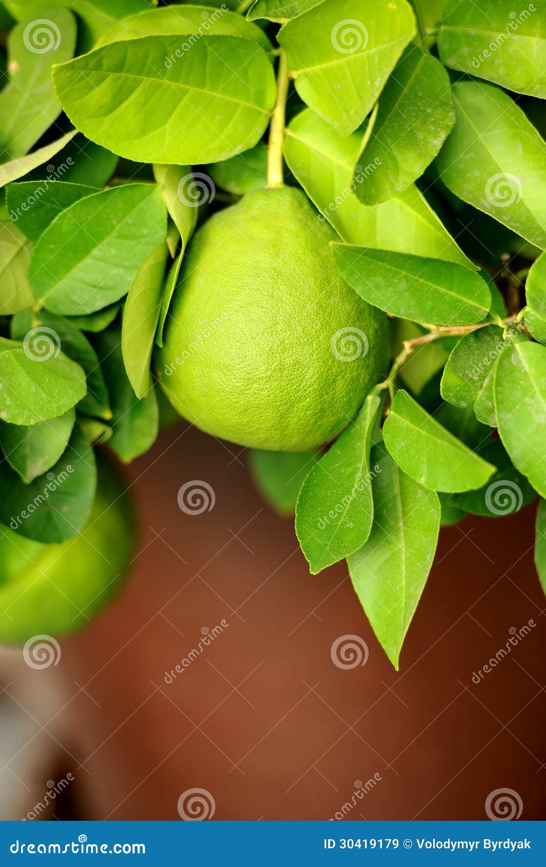 Lime fruit stock image. Image of ingredient, closeup - 30419179