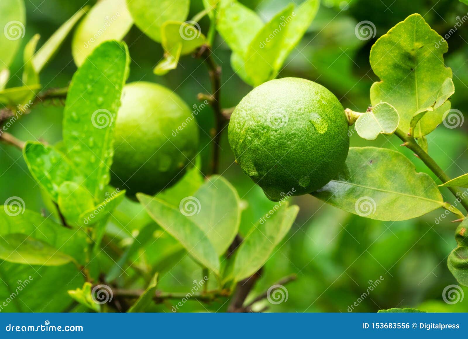 Lime Fruit on Tree stock photo. Image of nature, outdoors - 153683556