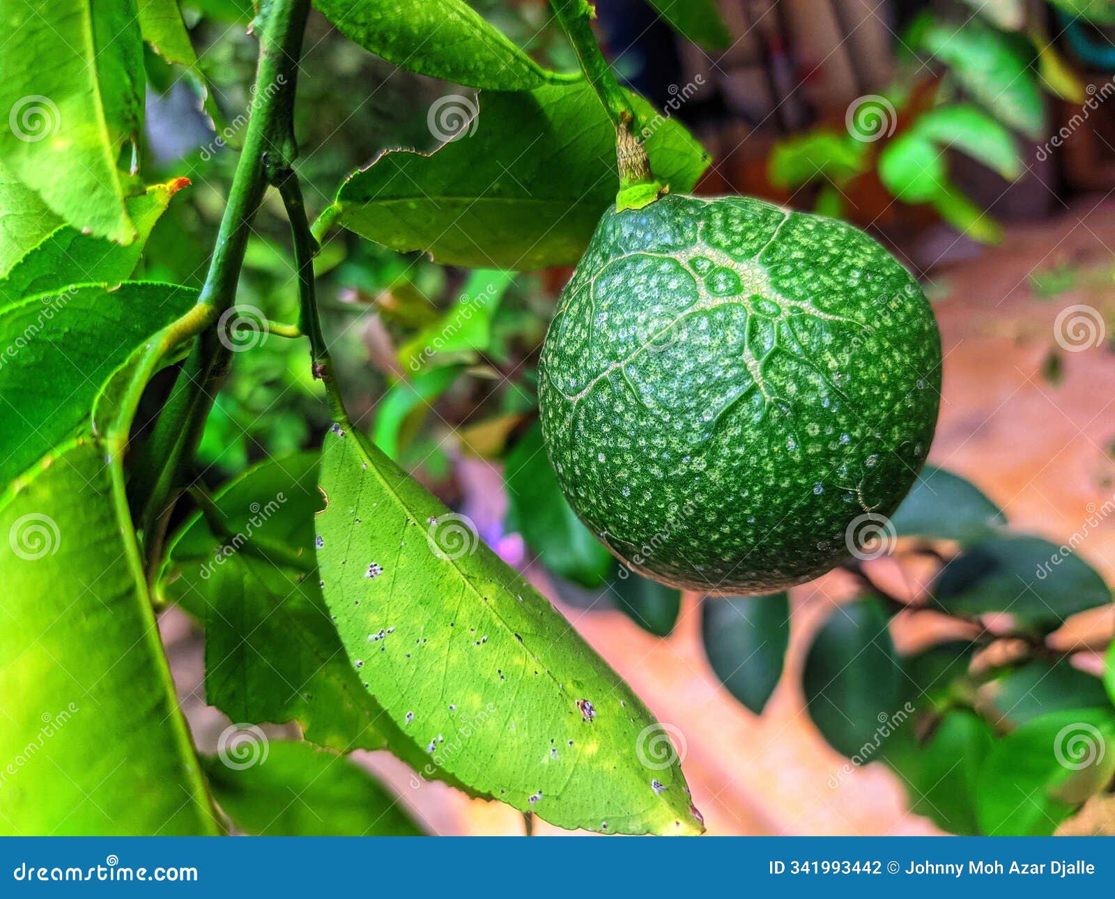 Lime Fruit Tree in the Garden Stock Photo - Image of autumn, fresh ...