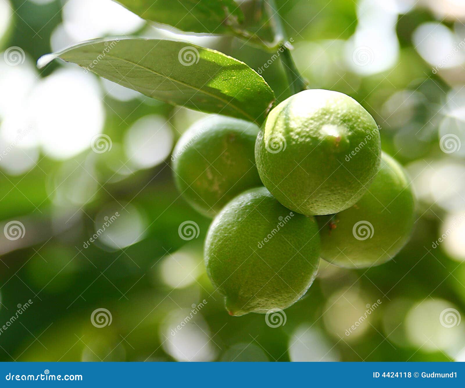Lime fruits stock photo. Image of fruit, agriculture, guatemala - 4424118