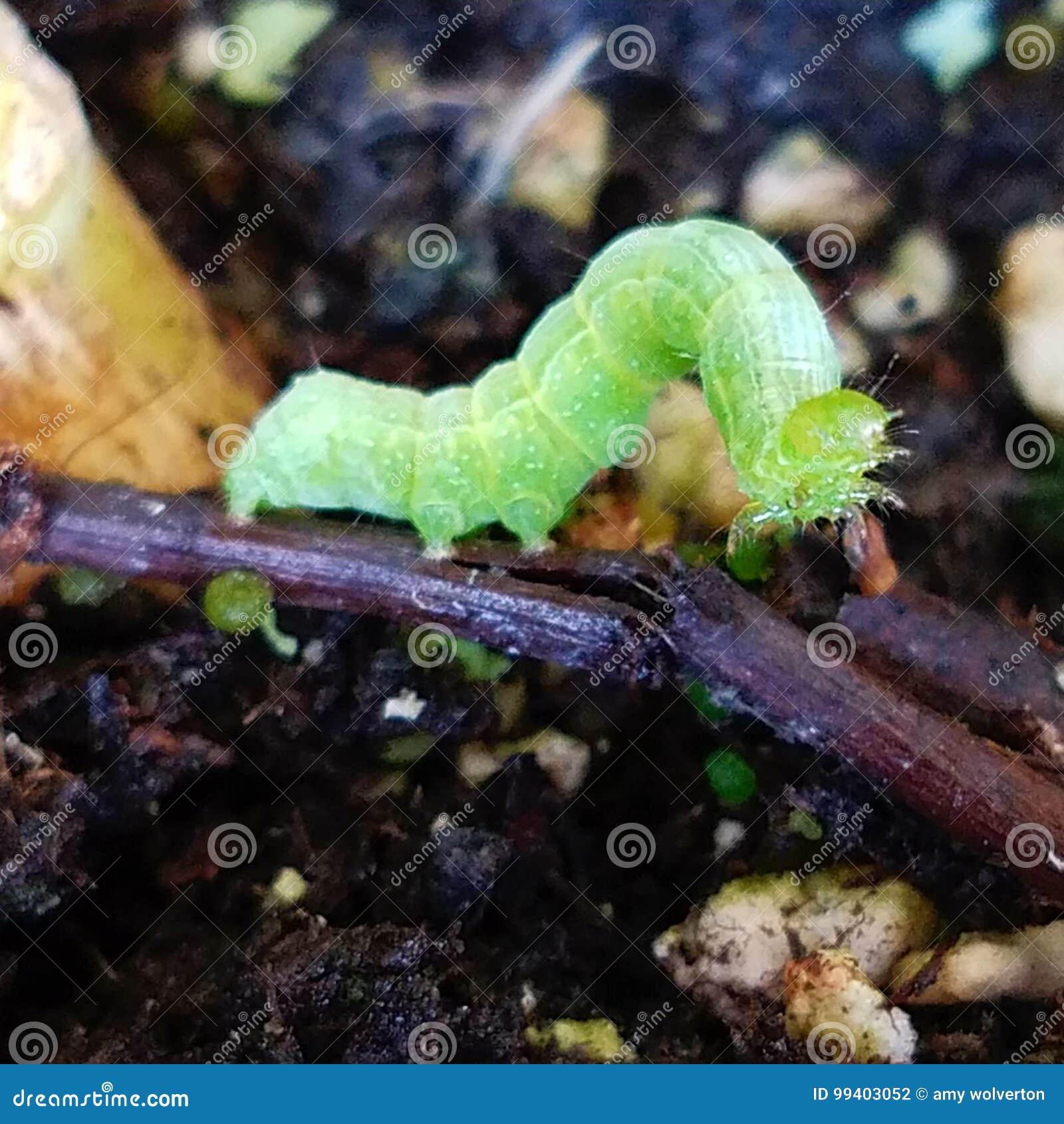 Green Caterpillar inchworm stock photo. Image of stick - 99403052