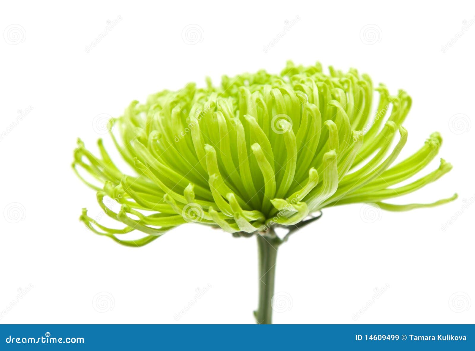 Lime green chrysanthemum stock image. Image of macro - 14609499