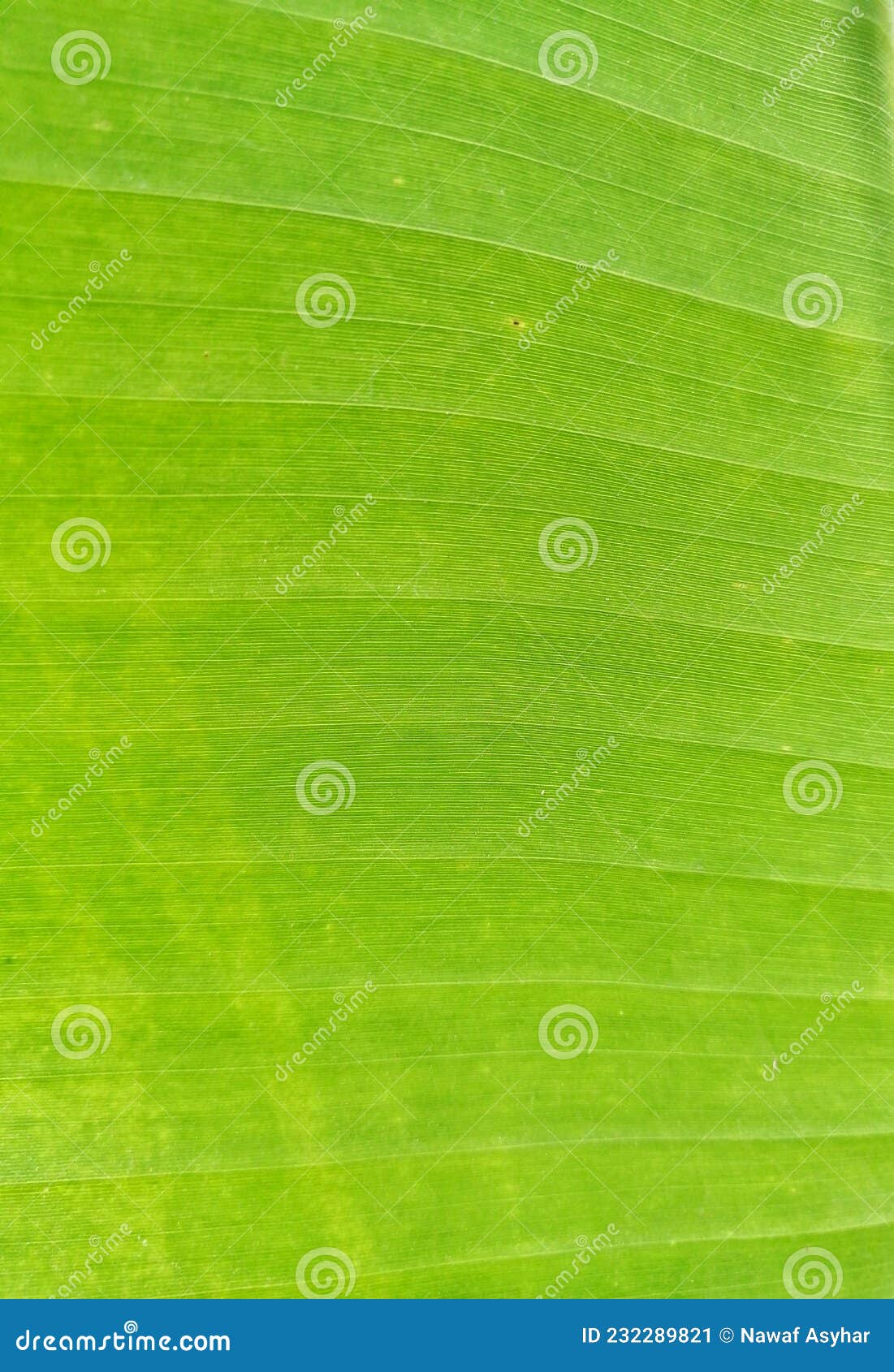 Lime Green Color for Background Stock Image - Image of pattern, lime ...