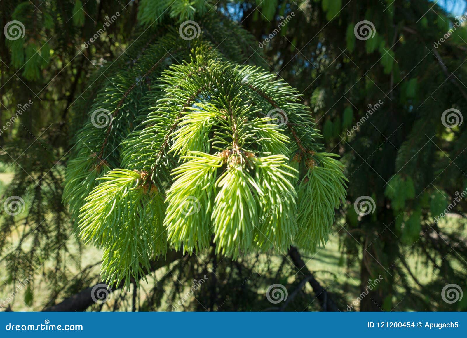 Lime-green Foliage of Spruce in Spring Stock Photo - Image of lush ...