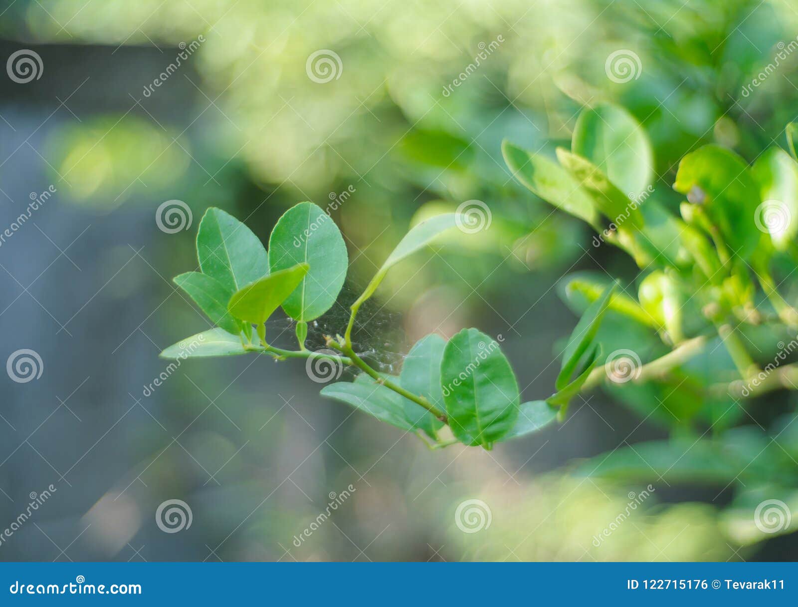 Lime green leaves on tree stock photo. Image of isolated - 122715176