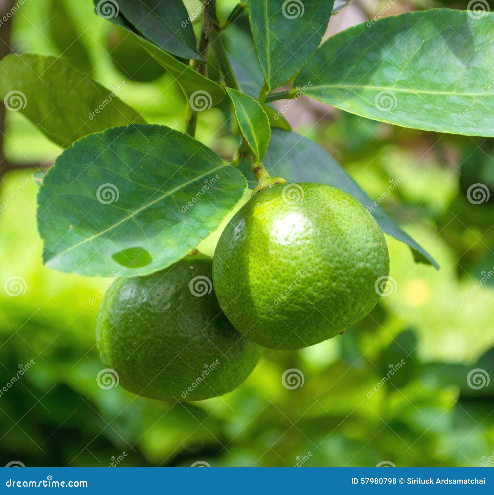 Lime Green Tree from the Branches Itself Stock Photo - Image of food ...