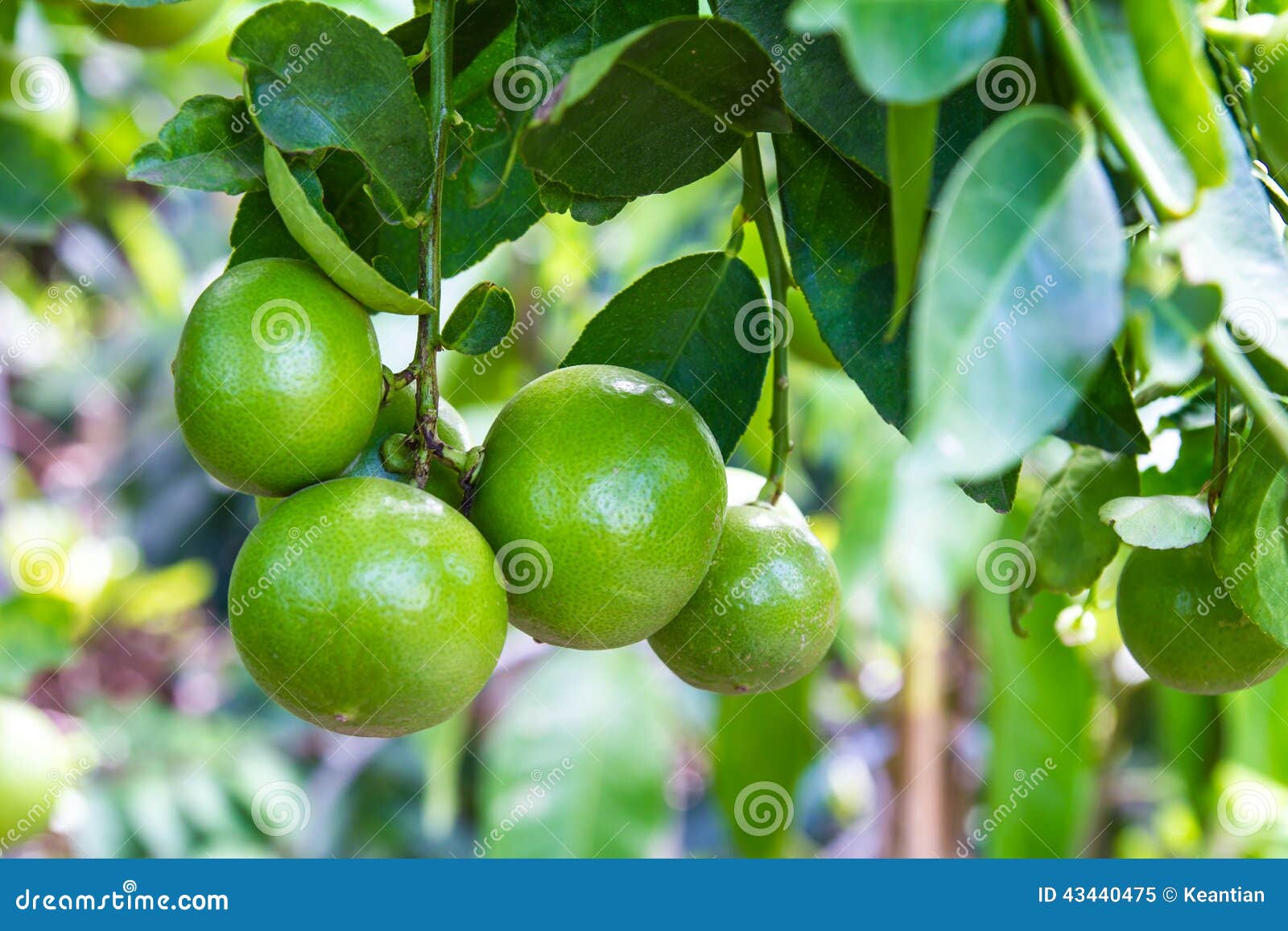 Lime green stock image. Image of harvest, azalea, foliage - 43440475