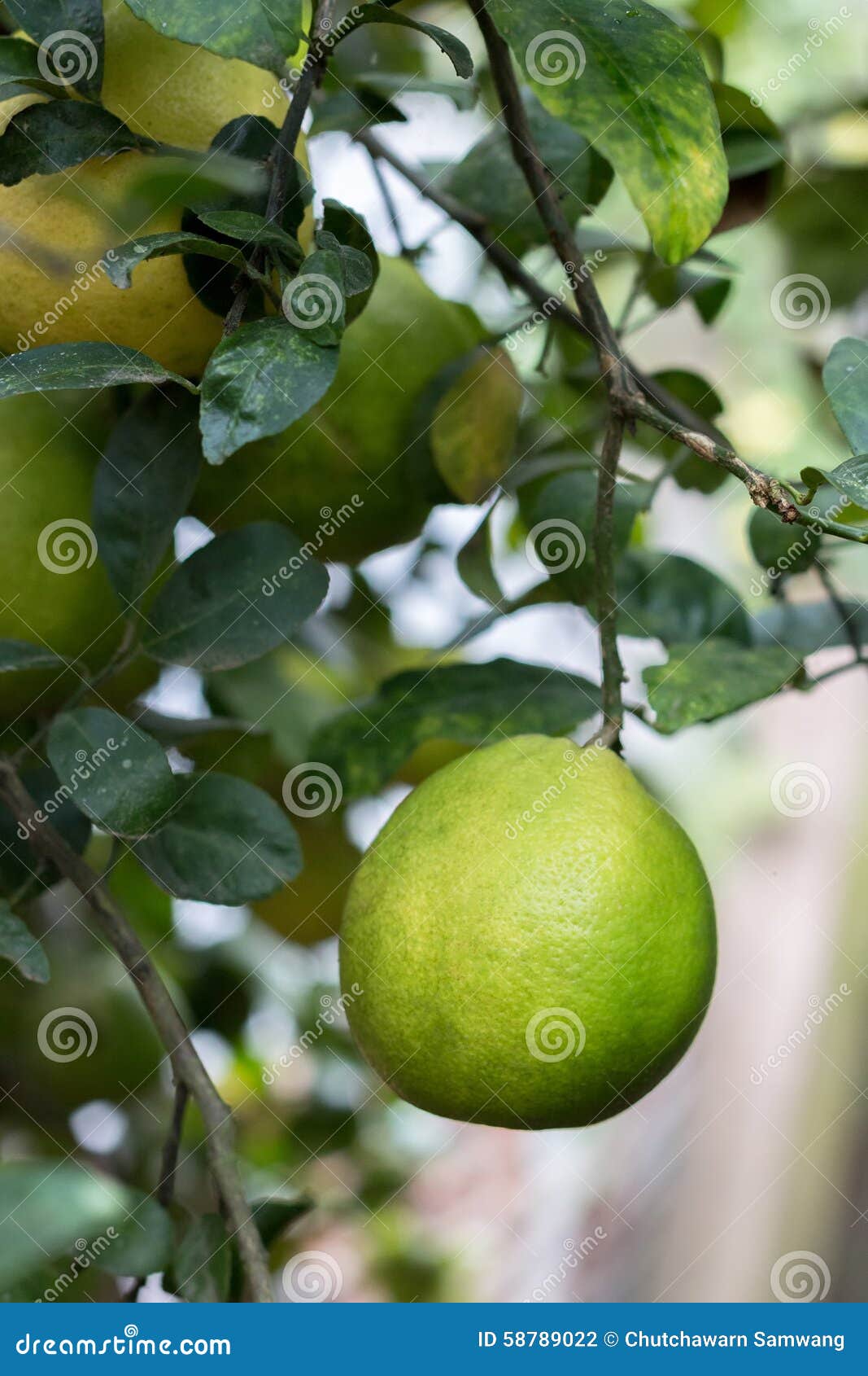 Lime green tree stock photo. Image of full, fresh, diet - 58789022