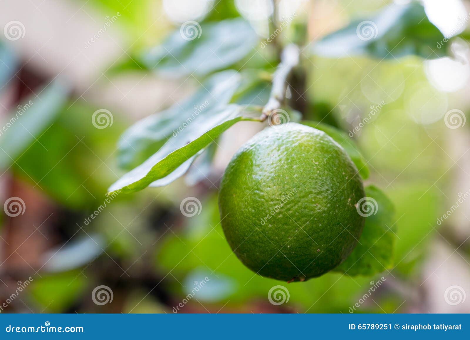 Lime Green Tree Hanging from the Branches Stock Image - Image of juice ...