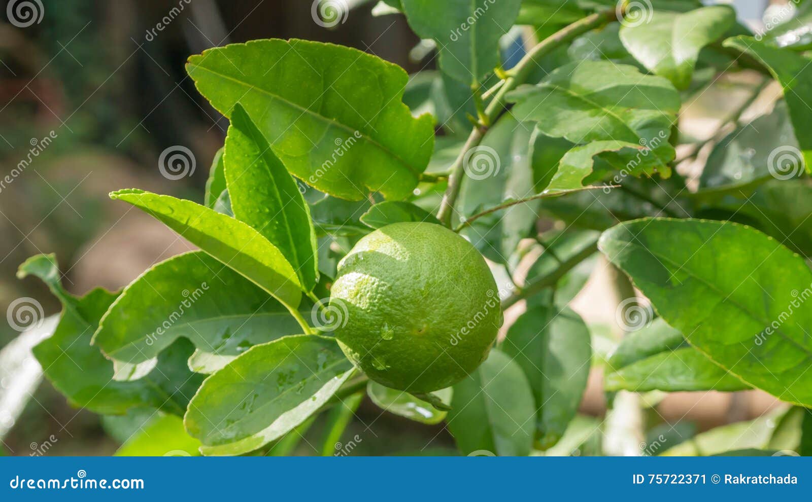 Lime green tree stock image. Image of foliage, fruit - 75722371