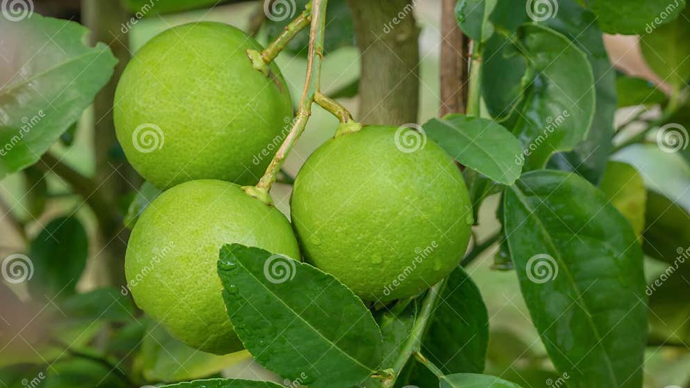 Lime green tree stock photo. Image of foliage, natural - 75722408