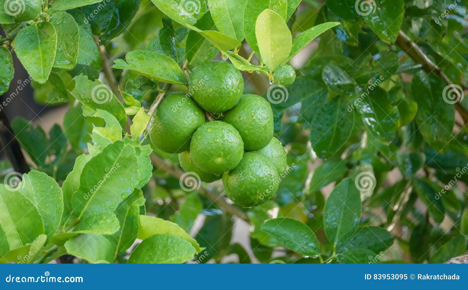 Lime green tree stock image. Image of agriculture, juicy - 83953095