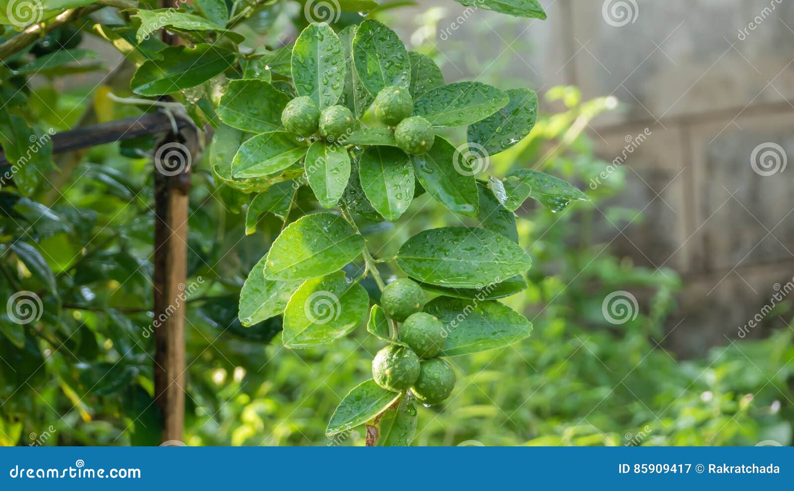 Lime green tree stock image. Image of garden, field, acid - 85909417