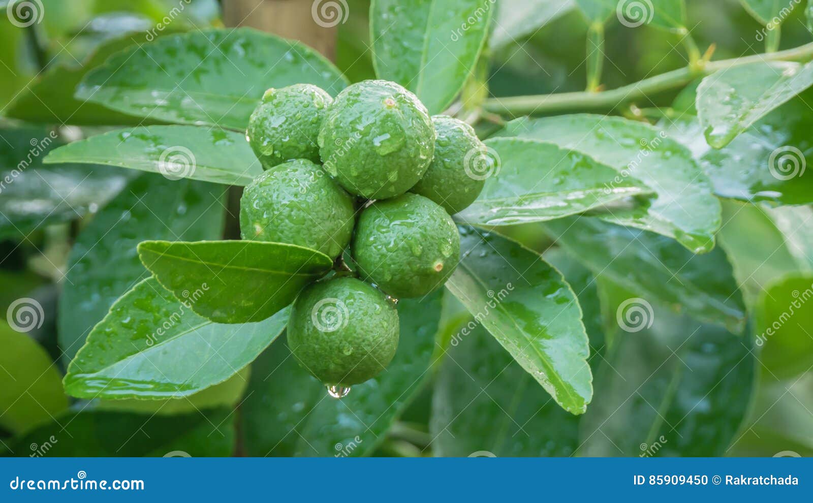 Lime green tree stock photo. Image of drink, acid, fresh - 85909450