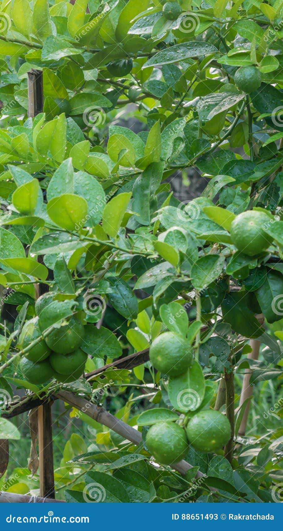 Lime green tree stock image. Image of juicy, diet, natural - 88651493