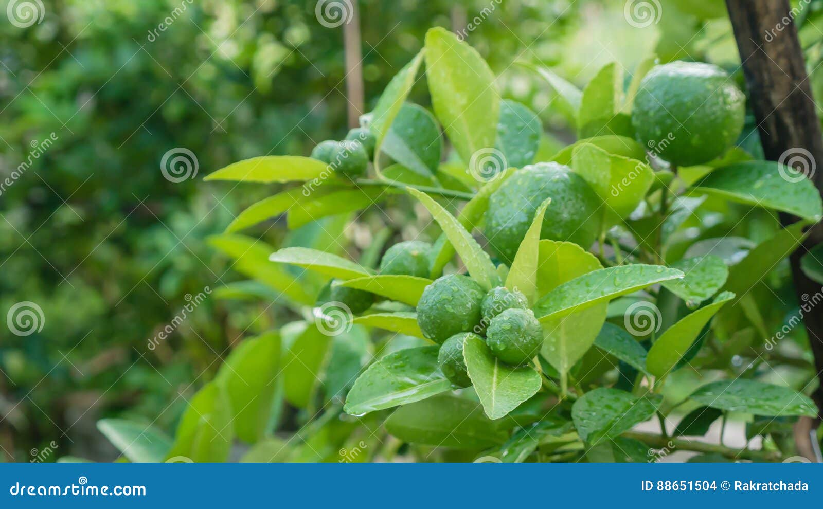 Lime green tree stock photo. Image of closeup, harvest - 88651504
