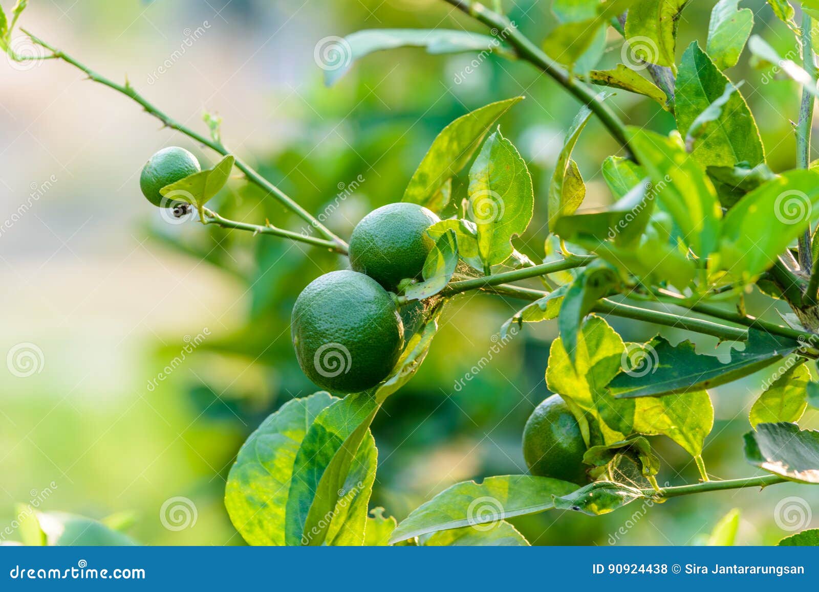 Lime green tree stock photo. Image of foliage, healthy - 90924438