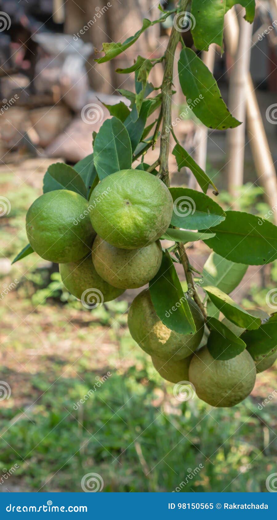 Lime green tree stock image. Image of field, acid, citrus - 98150565