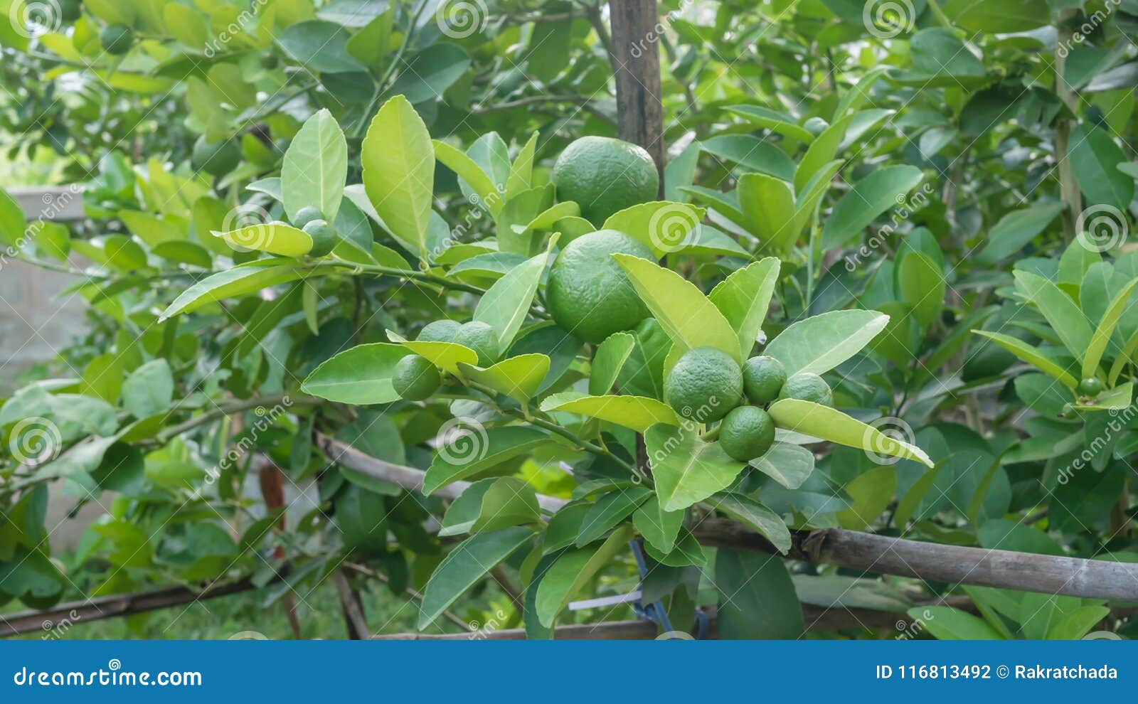 Lime green tree stock photo. Image of healthy, field - 116813492