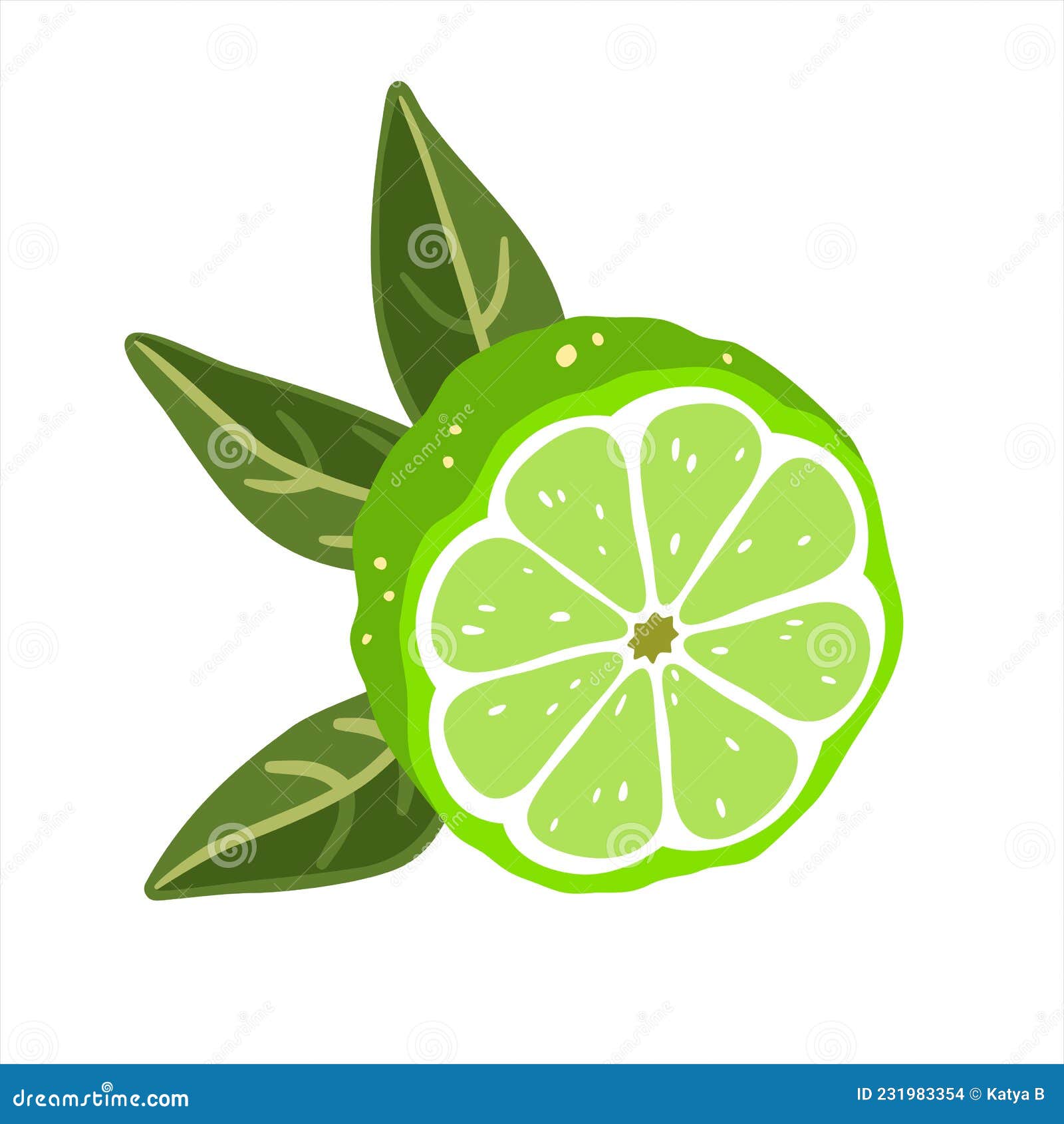 Lime Half with Leaves on a White Background. Vector Illustration Stock ...