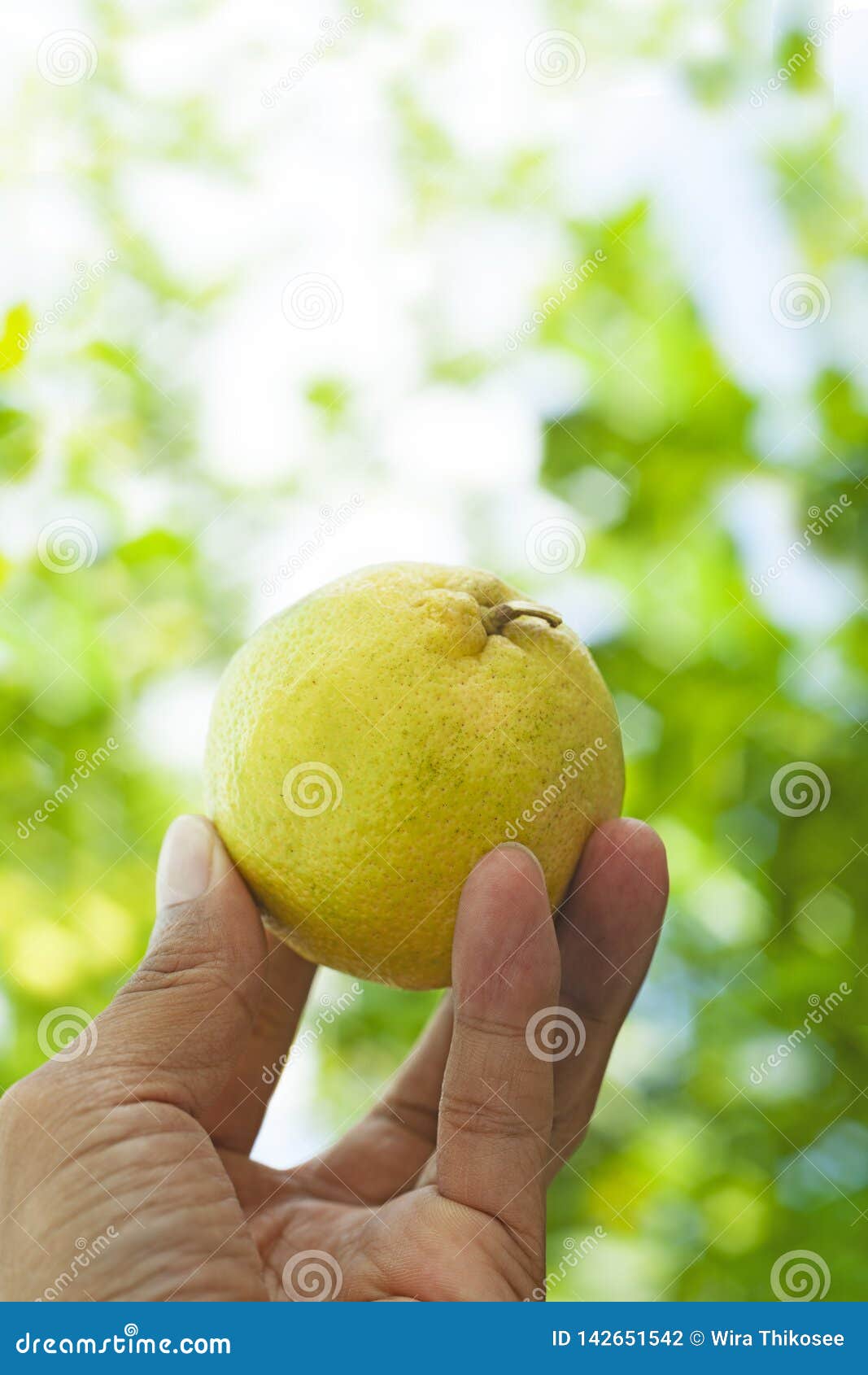 Lime in Hand with Blur Leaf Background Stock Photo - Image of design ...