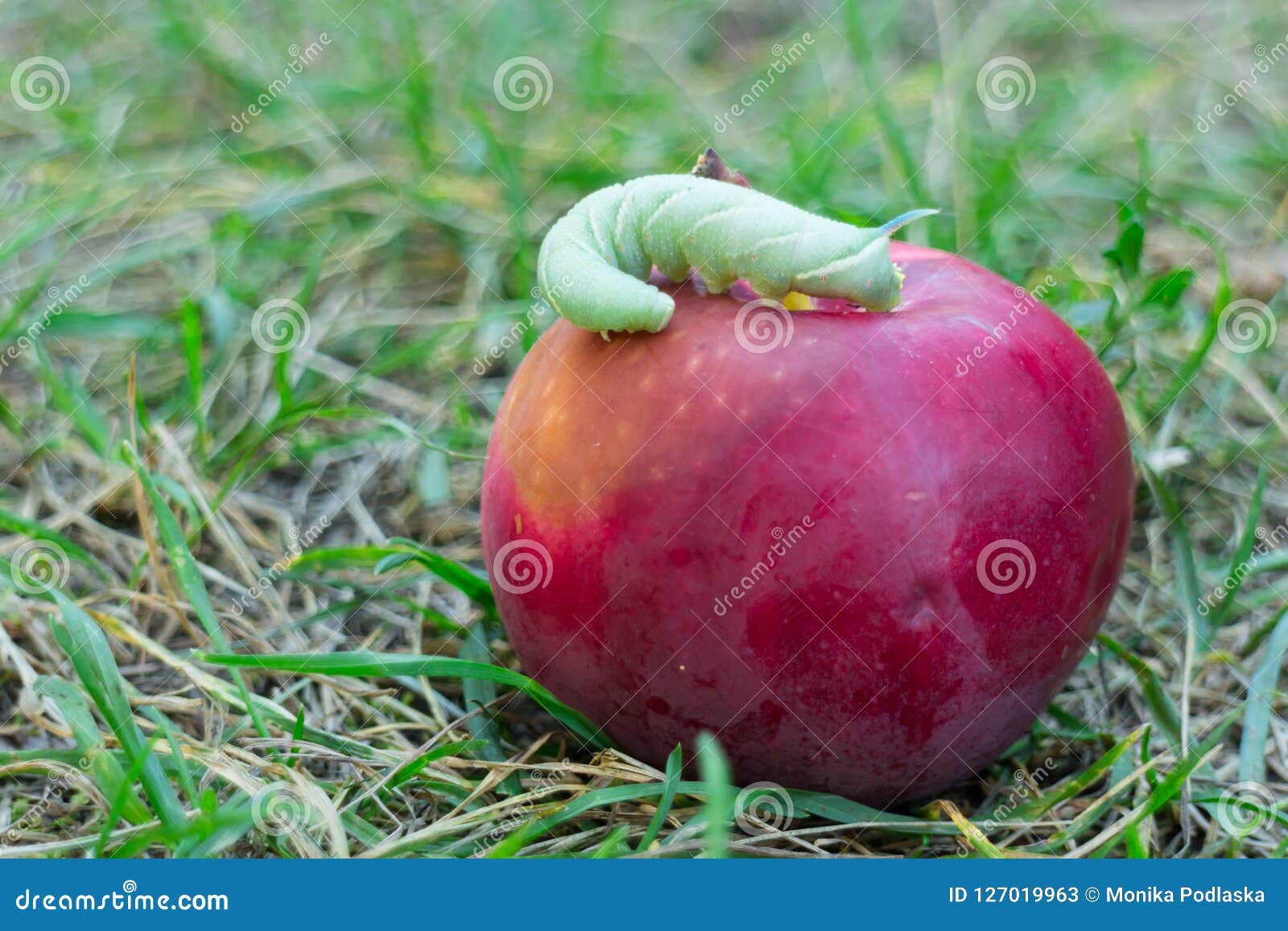 Lime Hawk-moth Caterpillar on Red Apple on Grass Stock Image - Image of ...