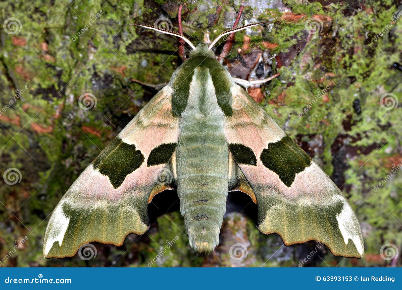 Lime Hawk-moth (Mimas Tiliae) Stock Image - Image of sphingidae ...
