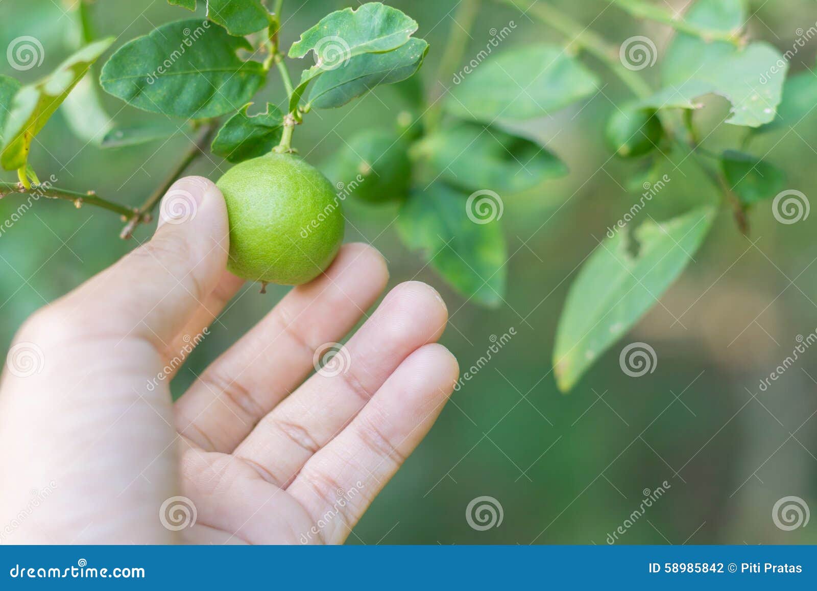 Lime in a human hand stock photo. Image of fruit, nature - 58985842