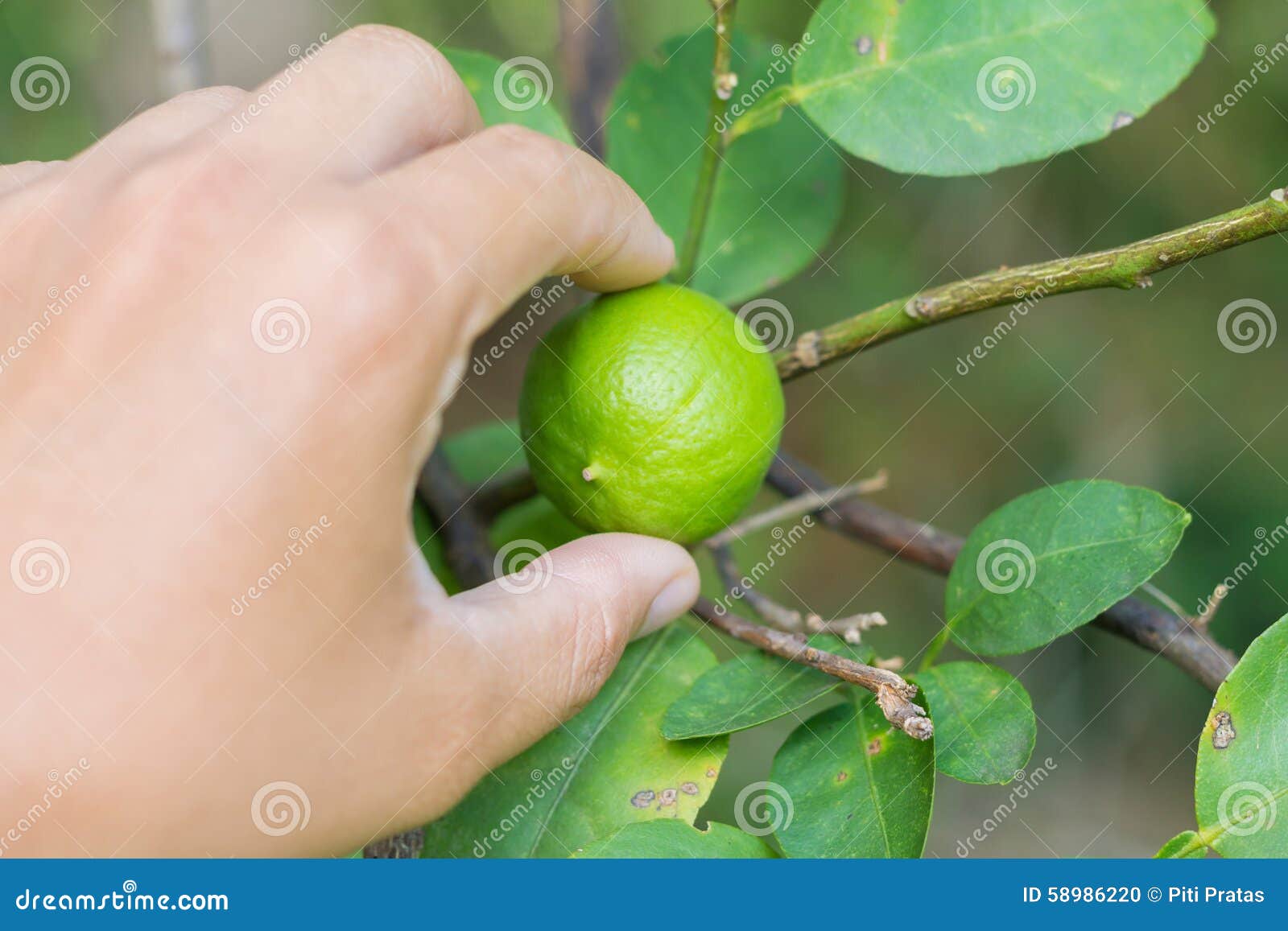 Lime in a human hand stock photo. Image of citrus, lime - 58986220