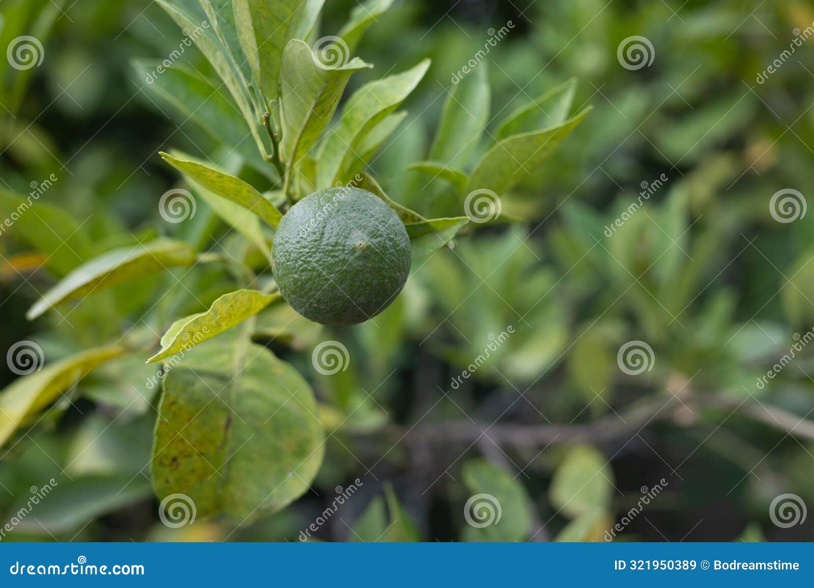 Lime Isolated on Tree in Vegetable Garden Stock Image - Image of grow ...