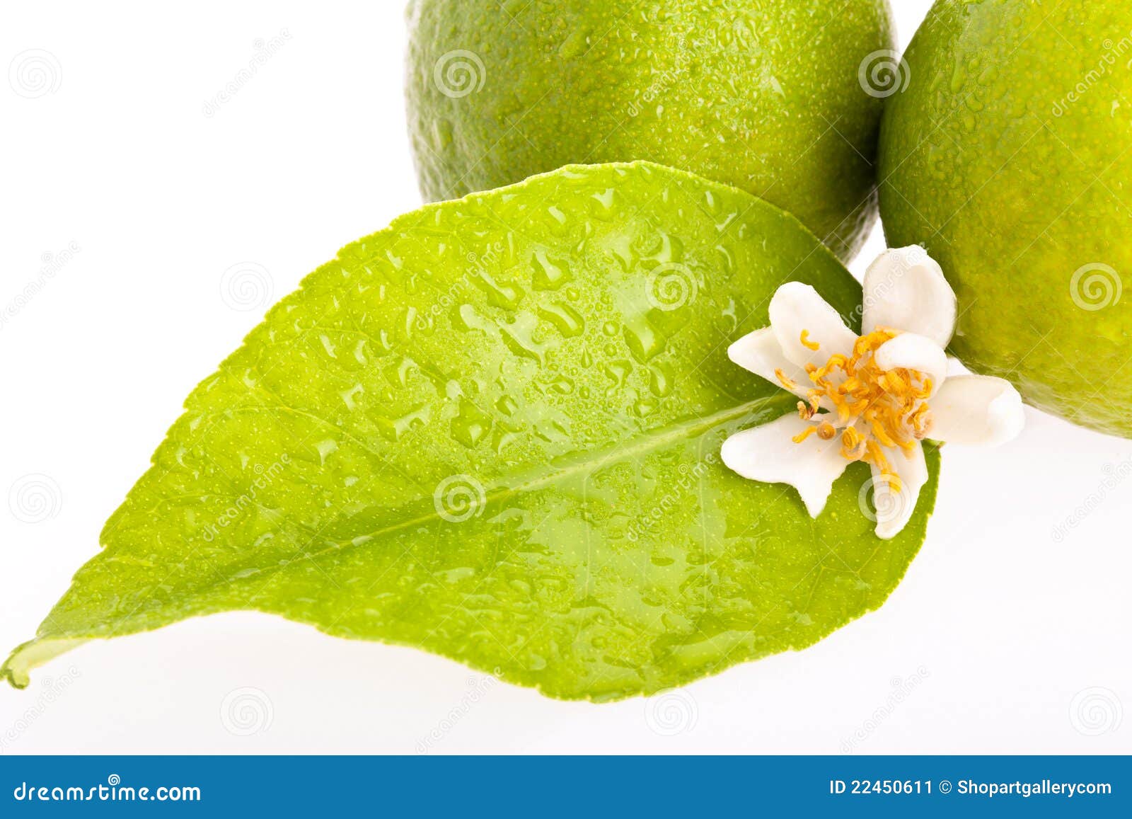 Lime Leaf stock image. Image of fresh, natural, lemon - 22450611