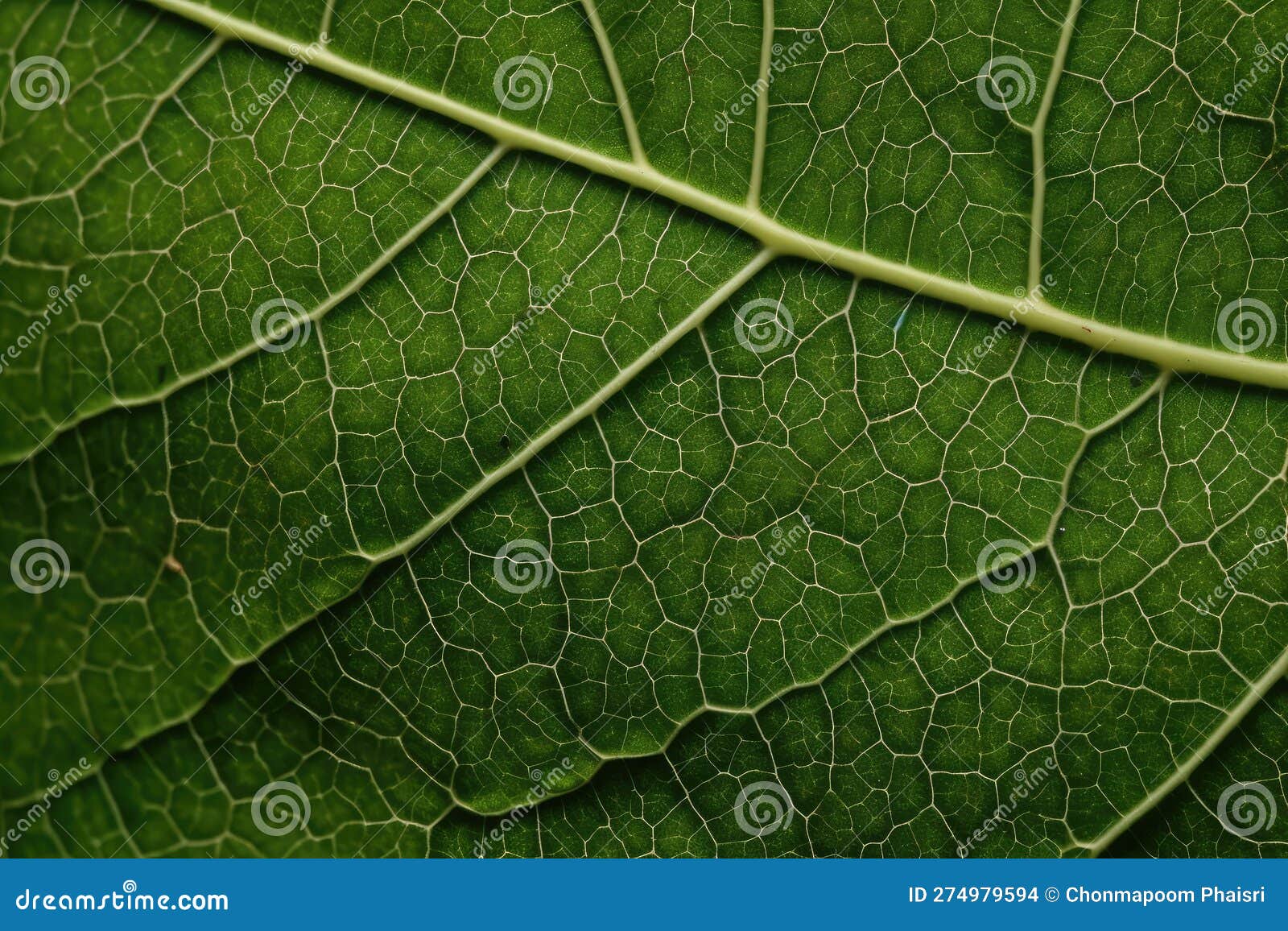 Lime Leaf Macro Texture: Green Leaf Texture Wallpaper- Macro Close Up ...