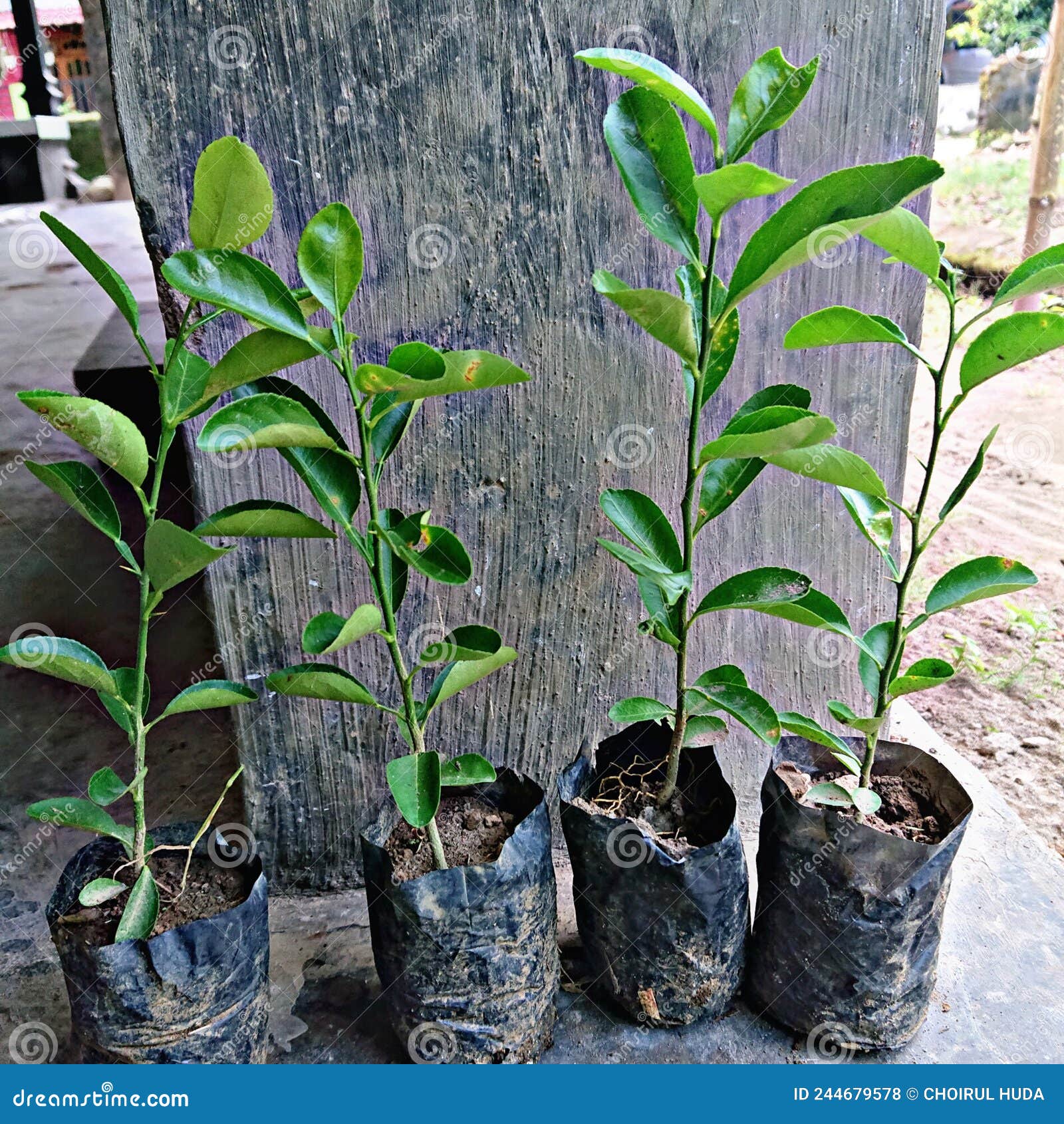 Lime leaf tree stock photo. Image of leaftree, soil - 244679578